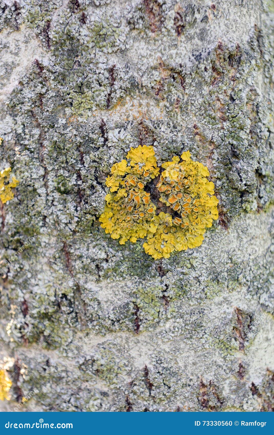 Forest wood texture stock photo. Image of grain, lumber - 73330560