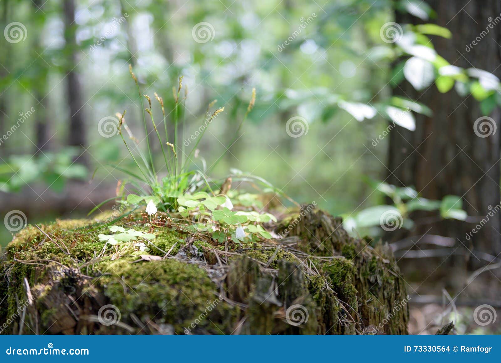 Forest wood texture stock photo. Image of dark, natural - 73330564