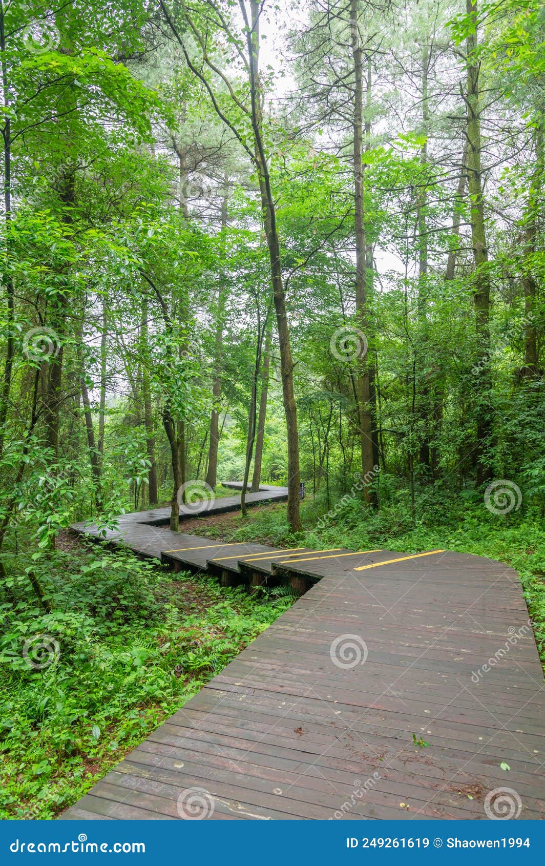 Forest wooden Path stock image. Image of wood, wooden - 249261619