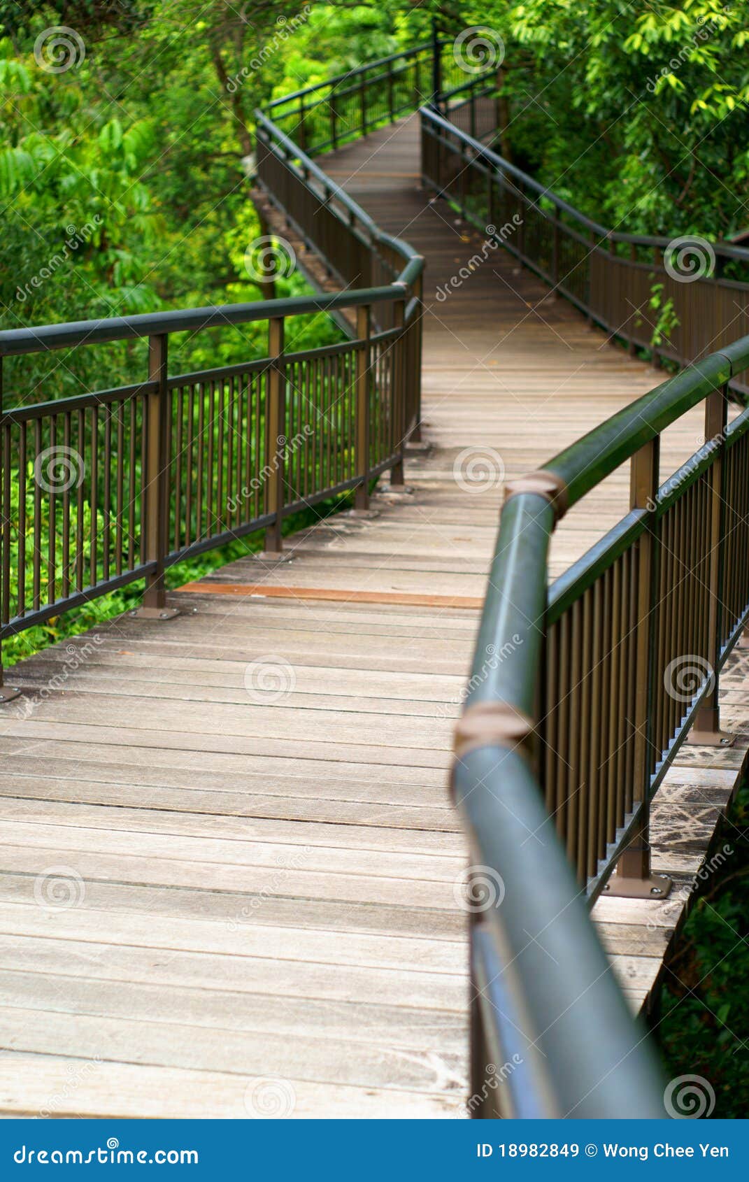 Forest wooden walkway stock image. Image of walkway, forest - 18982849