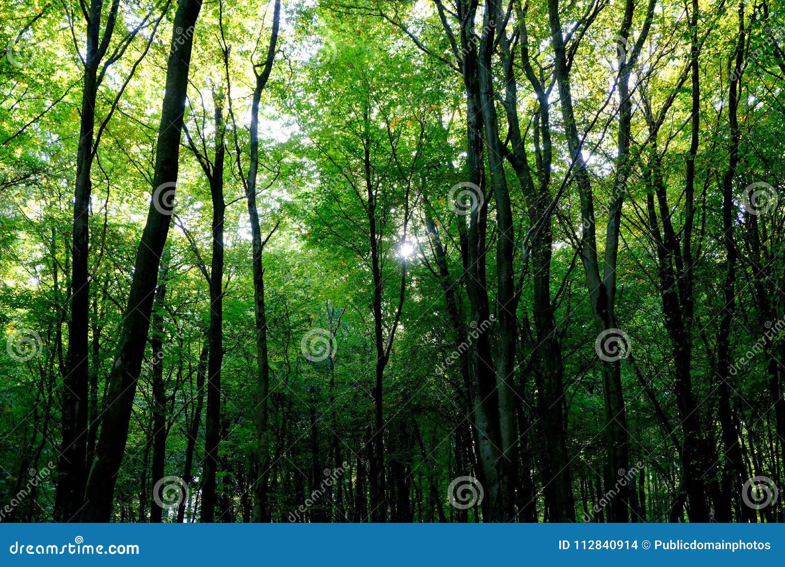 Forest, Woodland, Green, Nature Picture. Image: 112840914