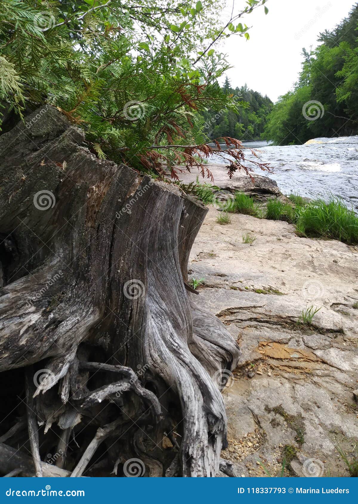 River North Trunks Leaves Forest Woods Tree Branches Stock Image ...