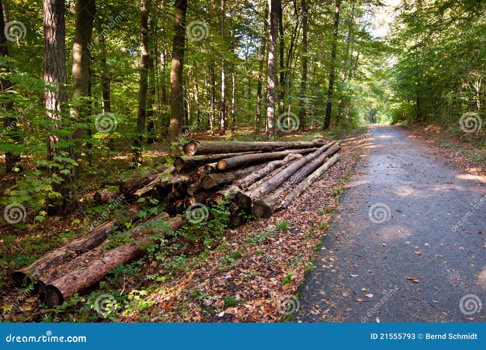 Forest work stock image. Image of street, felled, path - 21555793