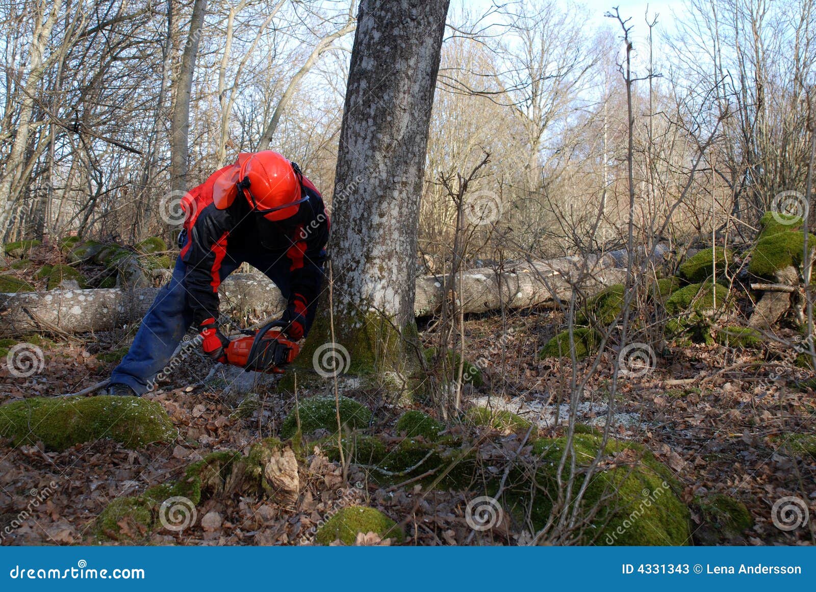 Forest work stock image. Image of lumberjack, work, chain - 4331343