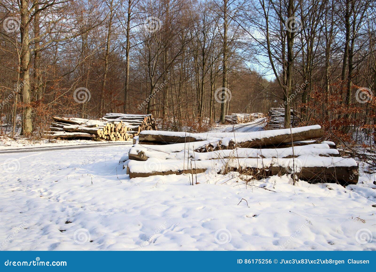 Forest Work Covered in Snow Stock Photo - Image of work, covered: 86175256