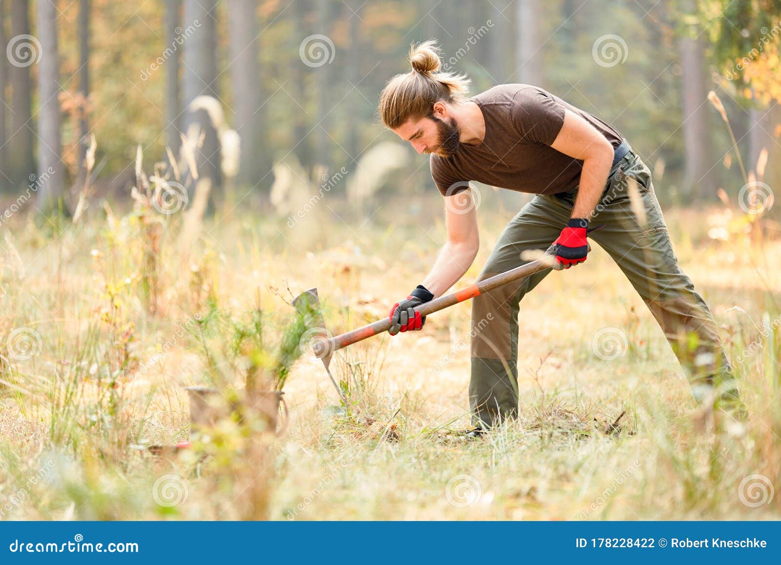 Forest Worker is Digging a Hole for the Tree Seedling Stock Photo ...