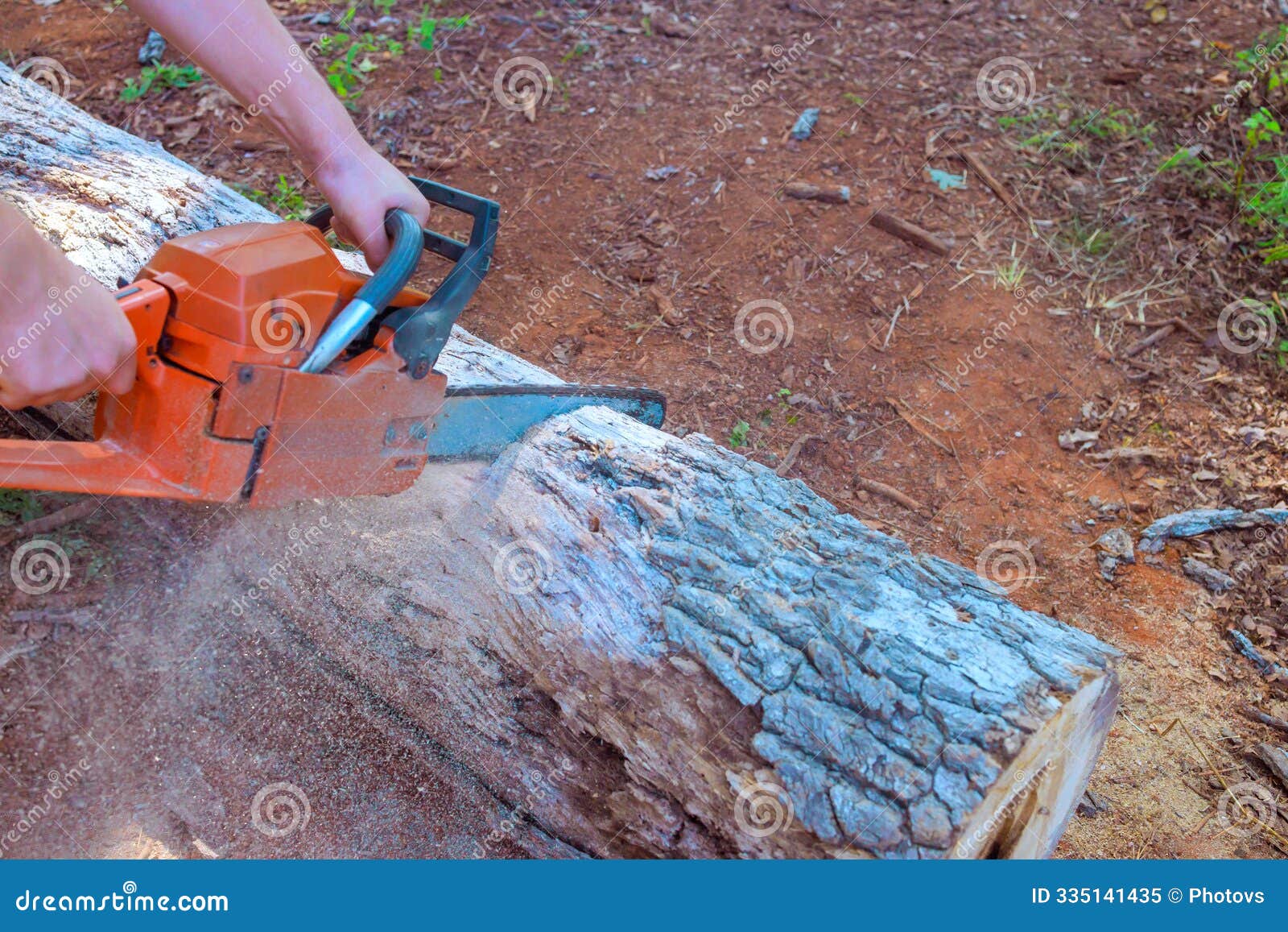 Forest Worker Saws Down an Old, Damaged Large Tree with a Chainsaw in ...