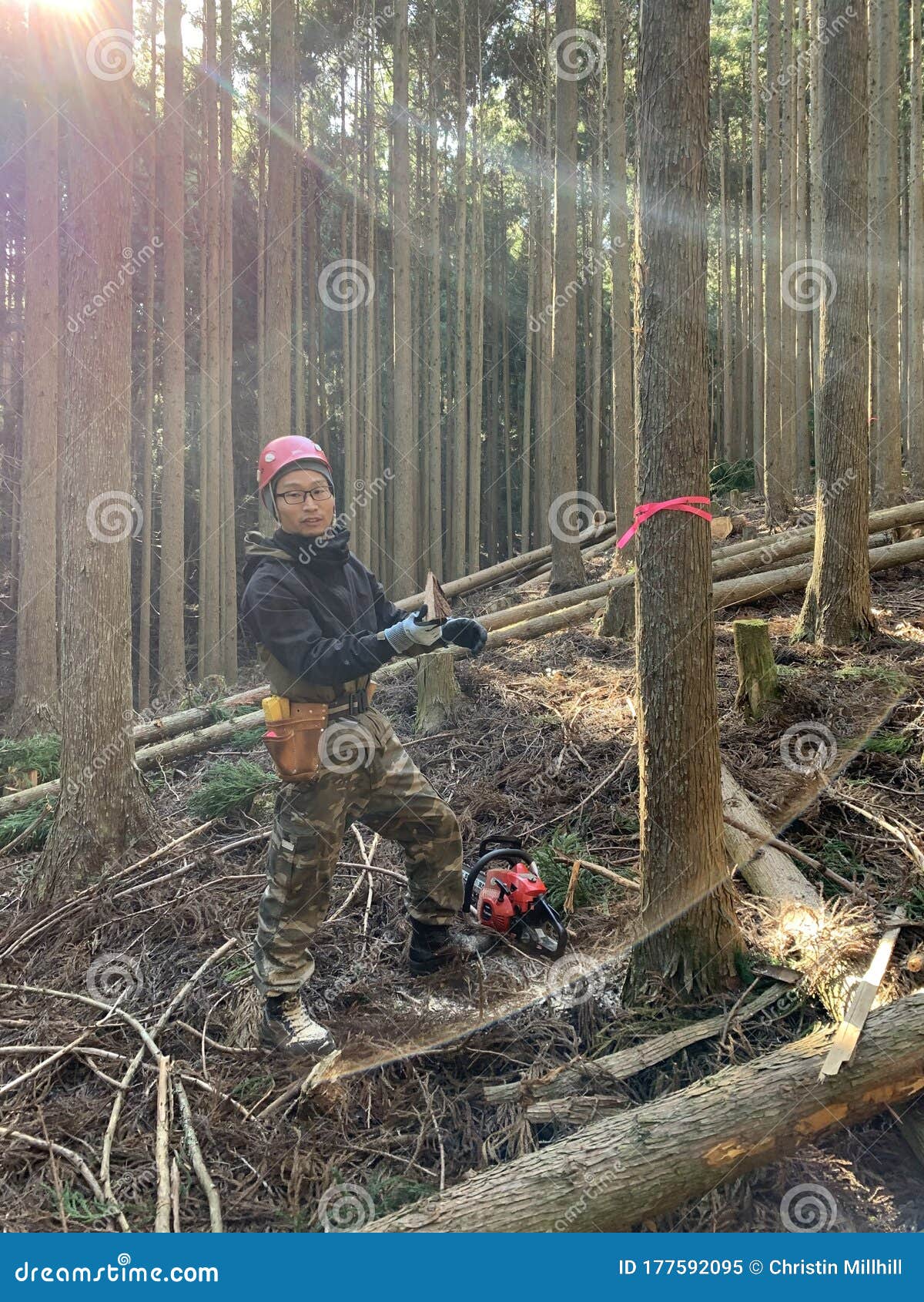 Forest Workers Cutting Trees Editorial Image - Image of cedar, cidre ...