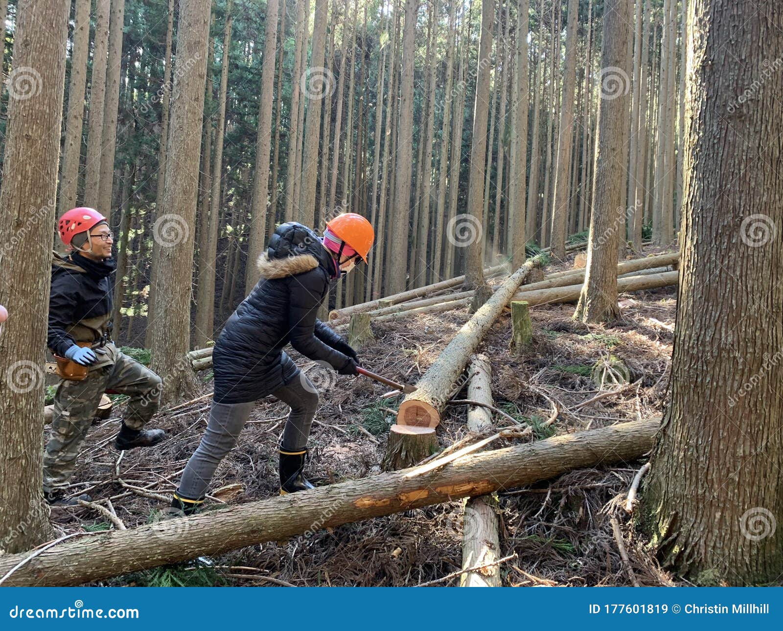 Forest Workers Cutting Trees Editorial Stock Image - Image of ...