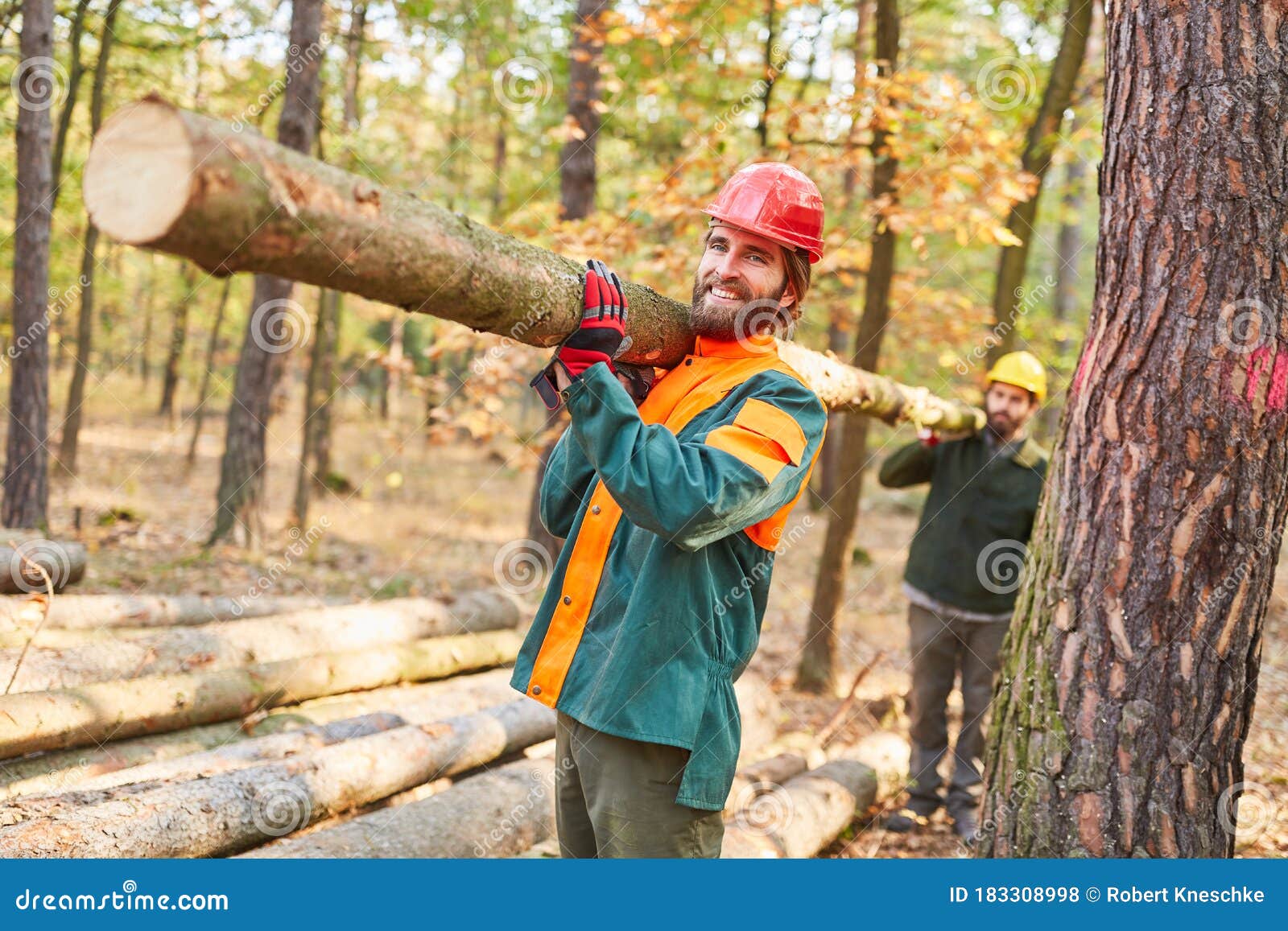 Forest Workers Transport a Tree Trunk Stock Photo - Image of positive ...