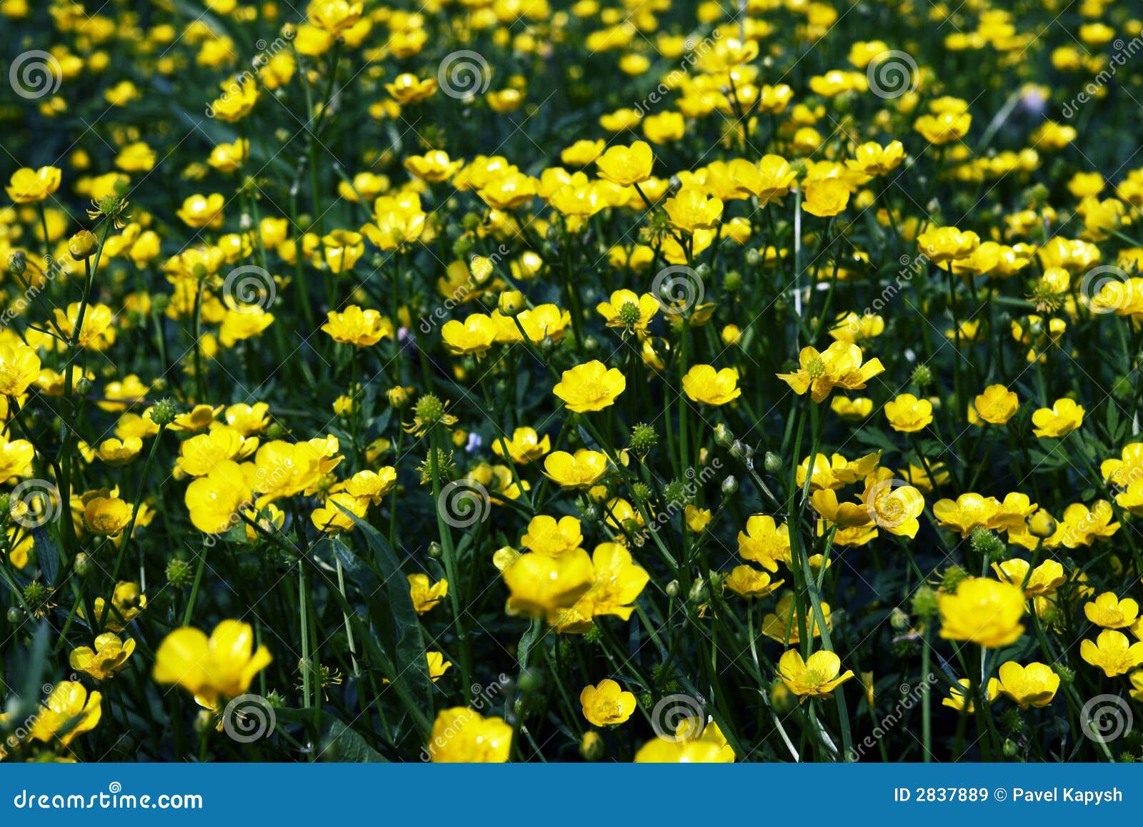 Forest of Yellow Flowers stock image. Image of nature - 2837889