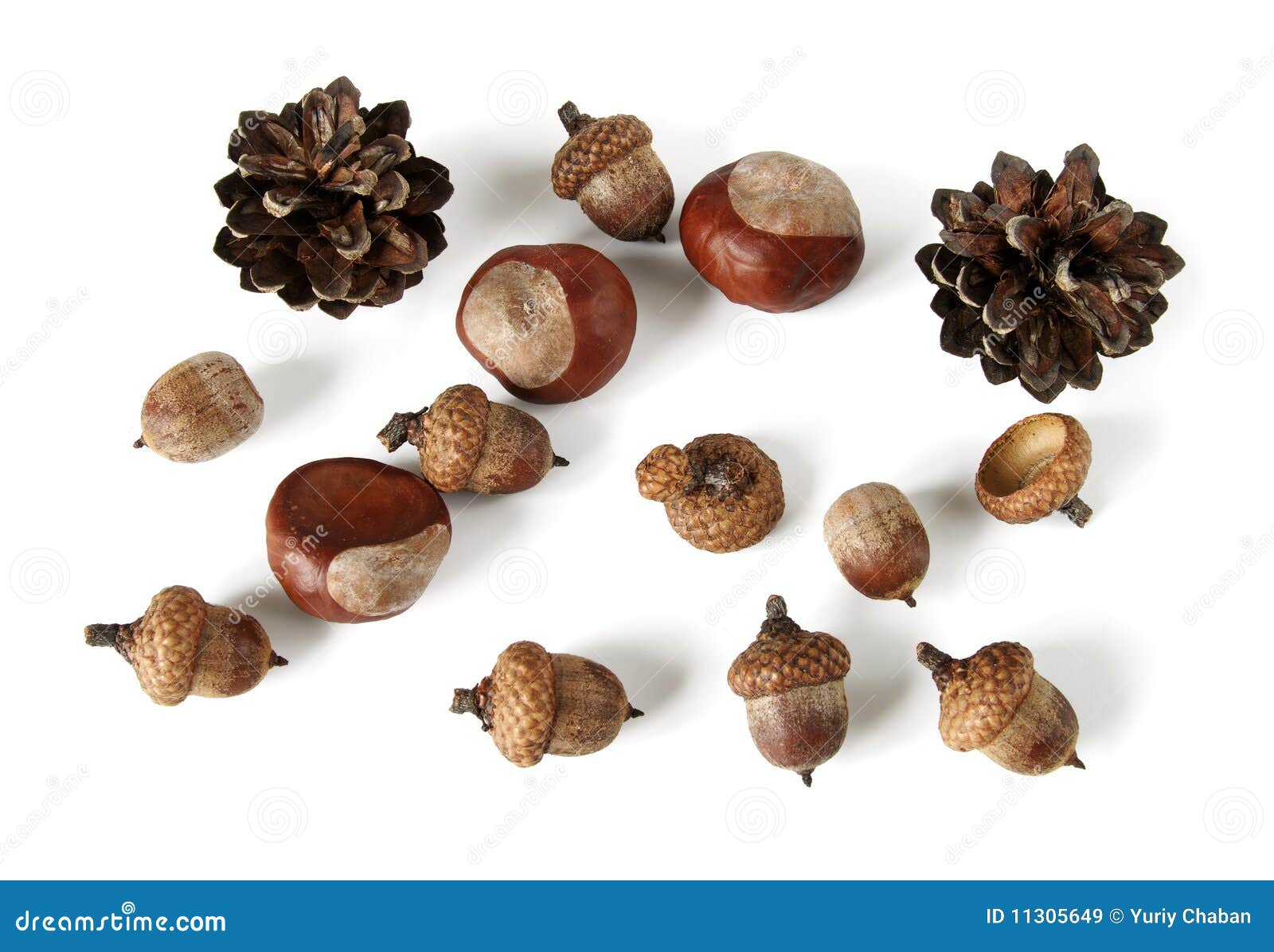 Forest Yield Isolated on White Stock Image - Image of decorating, brown ...