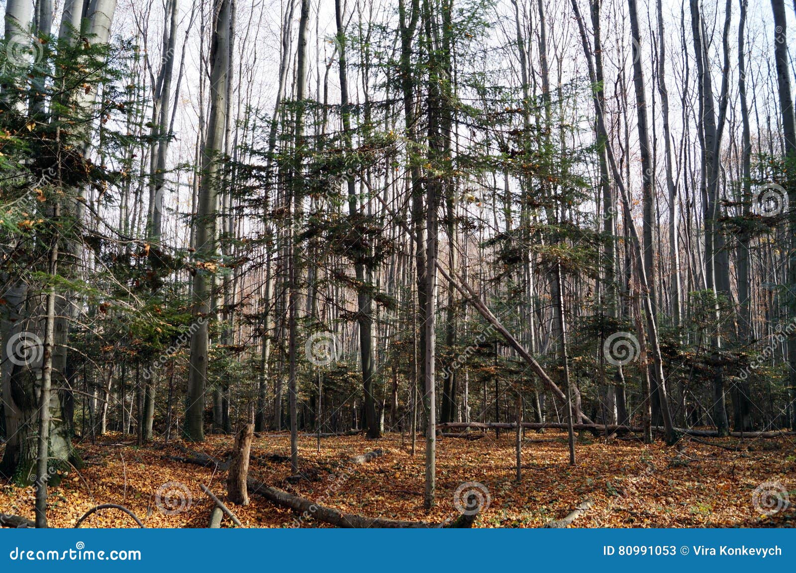 Forest of Young Pine Trees and Tall Deciduous Trees Stock Image - Image ...