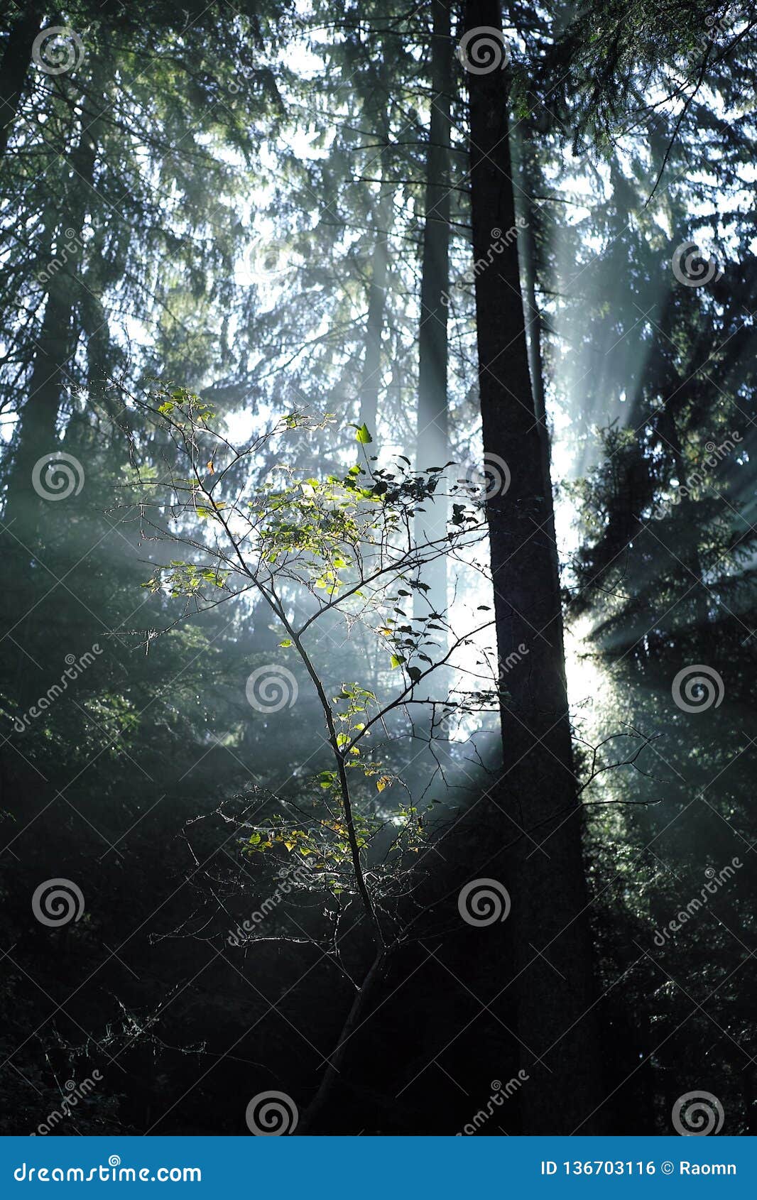 Forest with Young Tree and Sun Rays Stock Photo - Image of organic ...