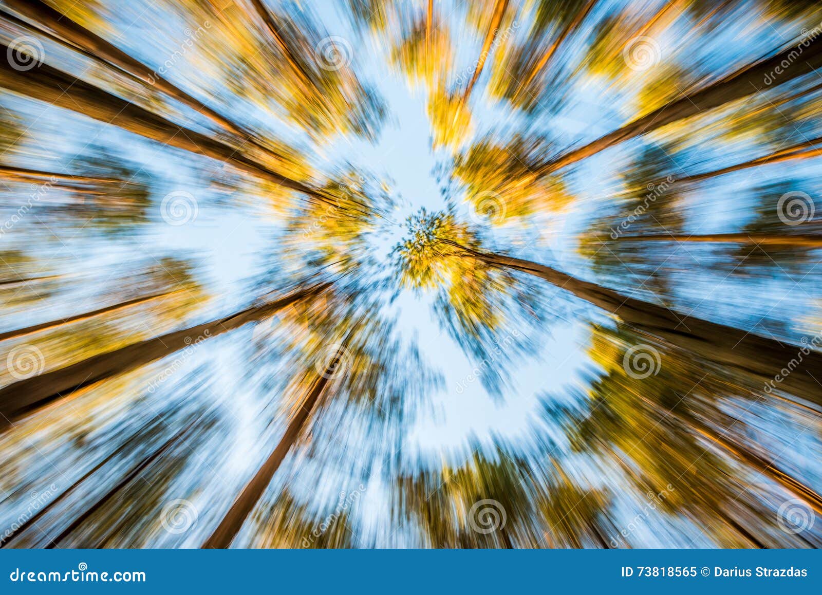 Forest zoom in stock image. Image of panorama, seasonal - 73818565