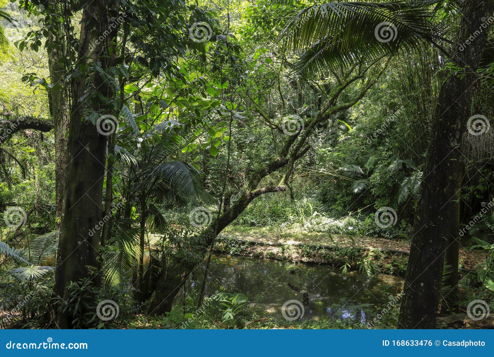 Foresta amazzonica fotografia stock. Immagine di palma - 168633476