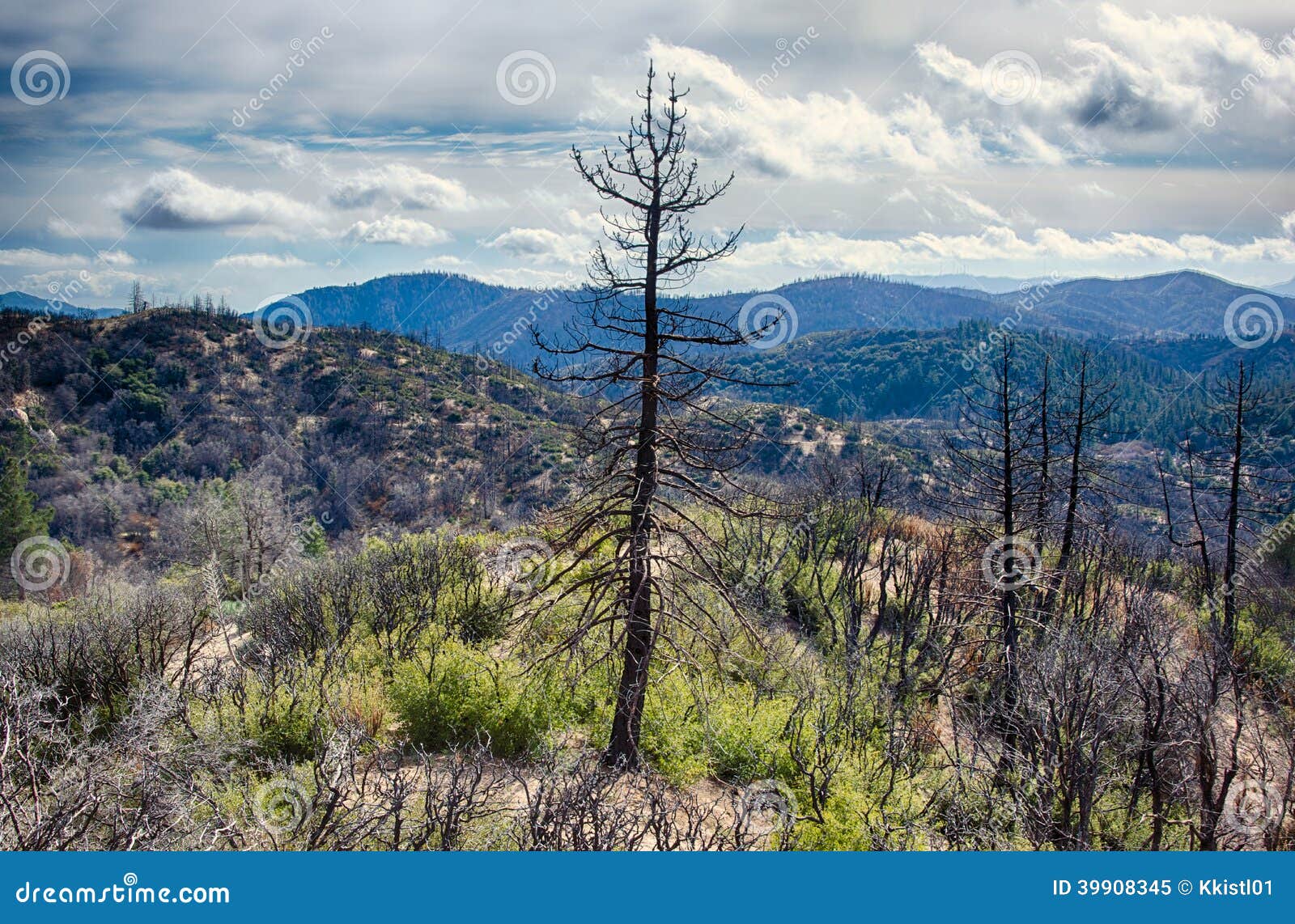 Foresta Bruciata in Colline Di California Immagine Stock - Immagine di ...