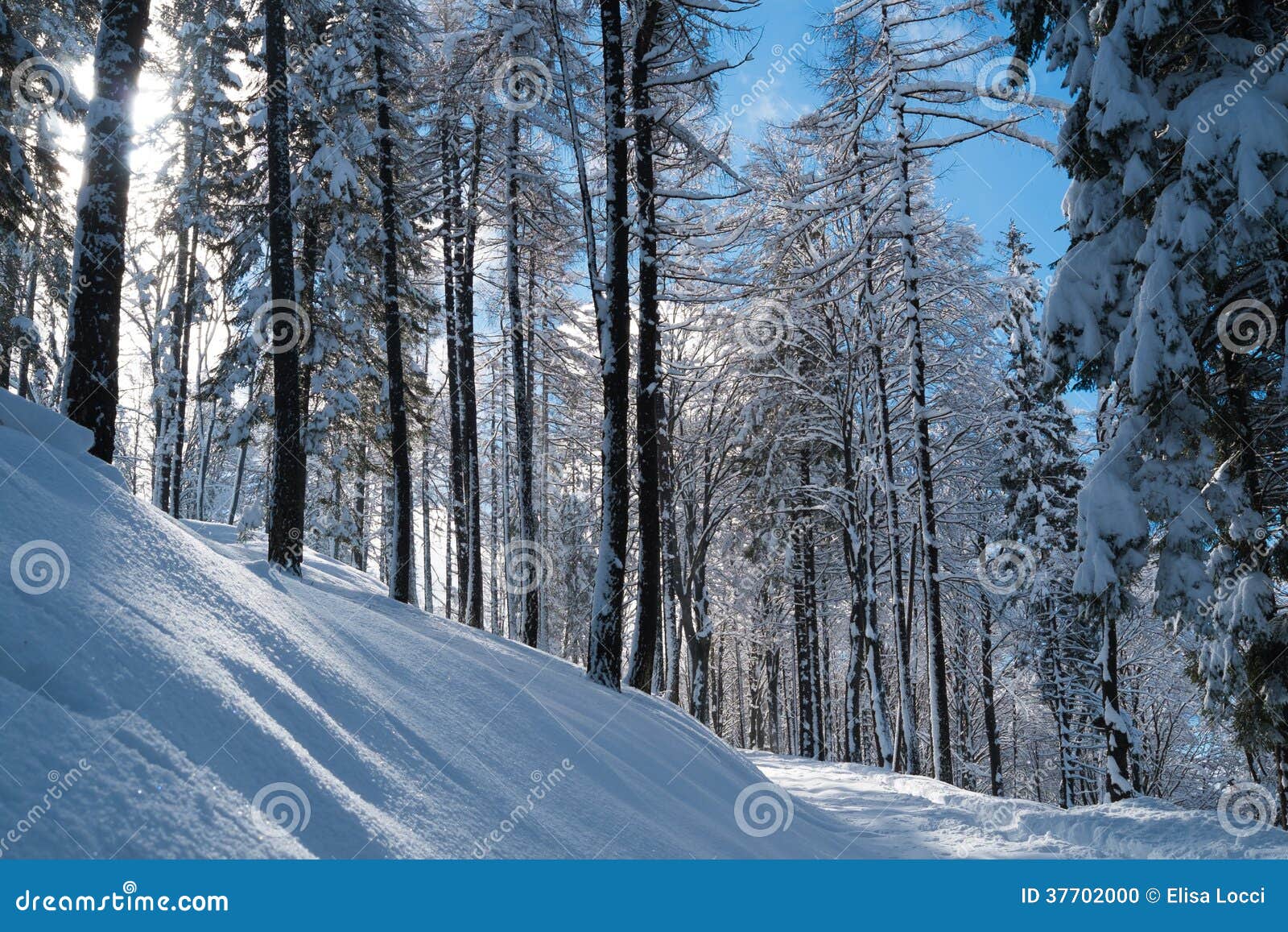 Foresta con neve fotografia stock. Immagine di albero - 37702000