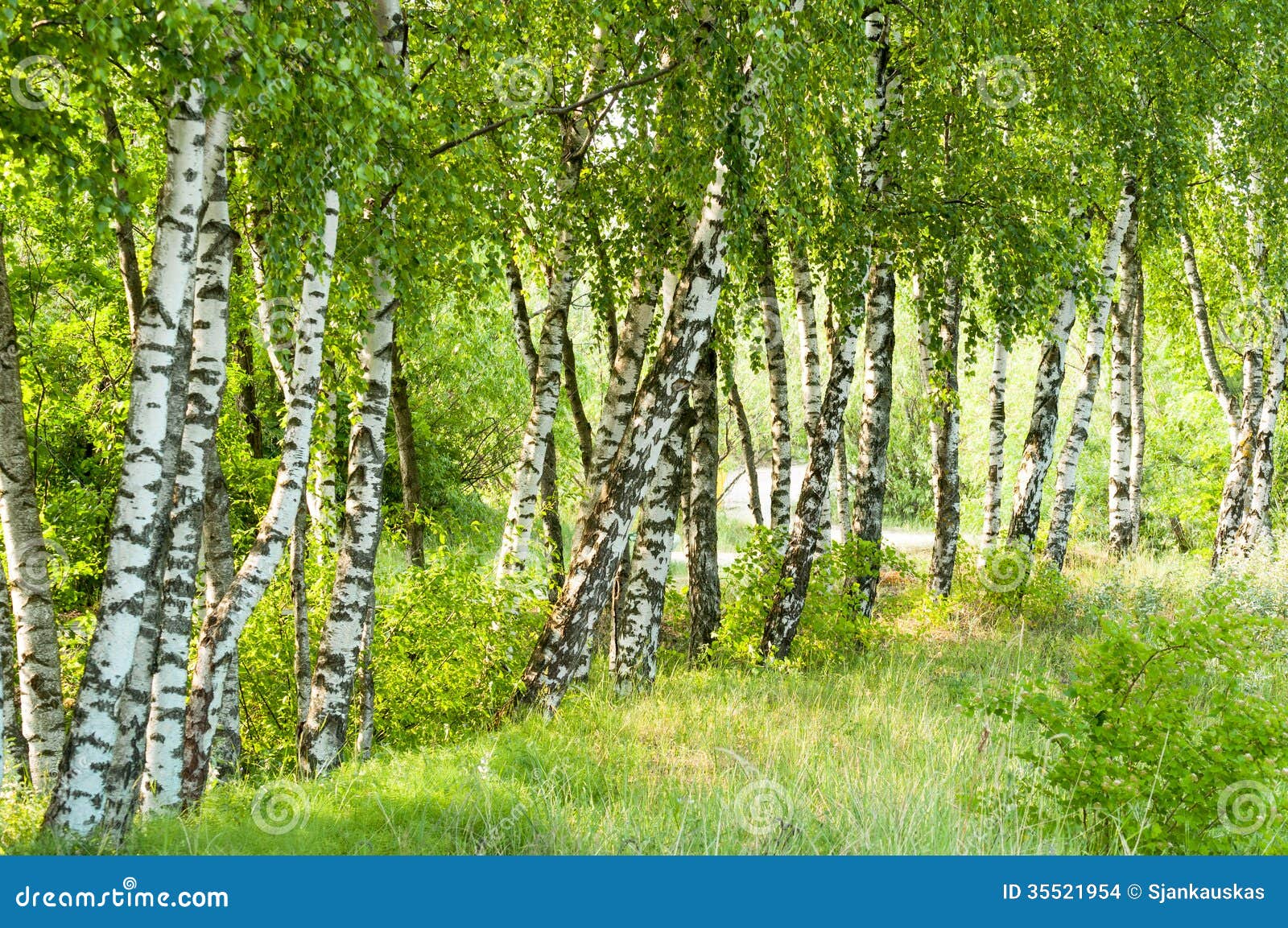 Foresta Degli Alberi Di Betulla Fotografia Stock - Immagine di alberi ...