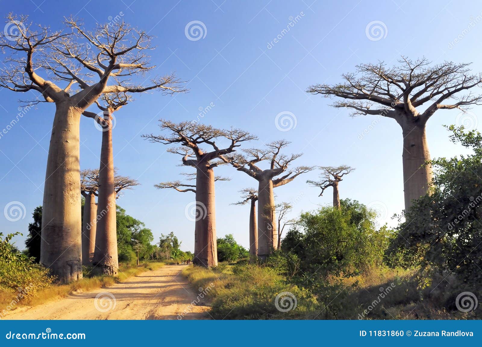 Foresta dei baobab fotografia stock. Immagine di campo - 11831860