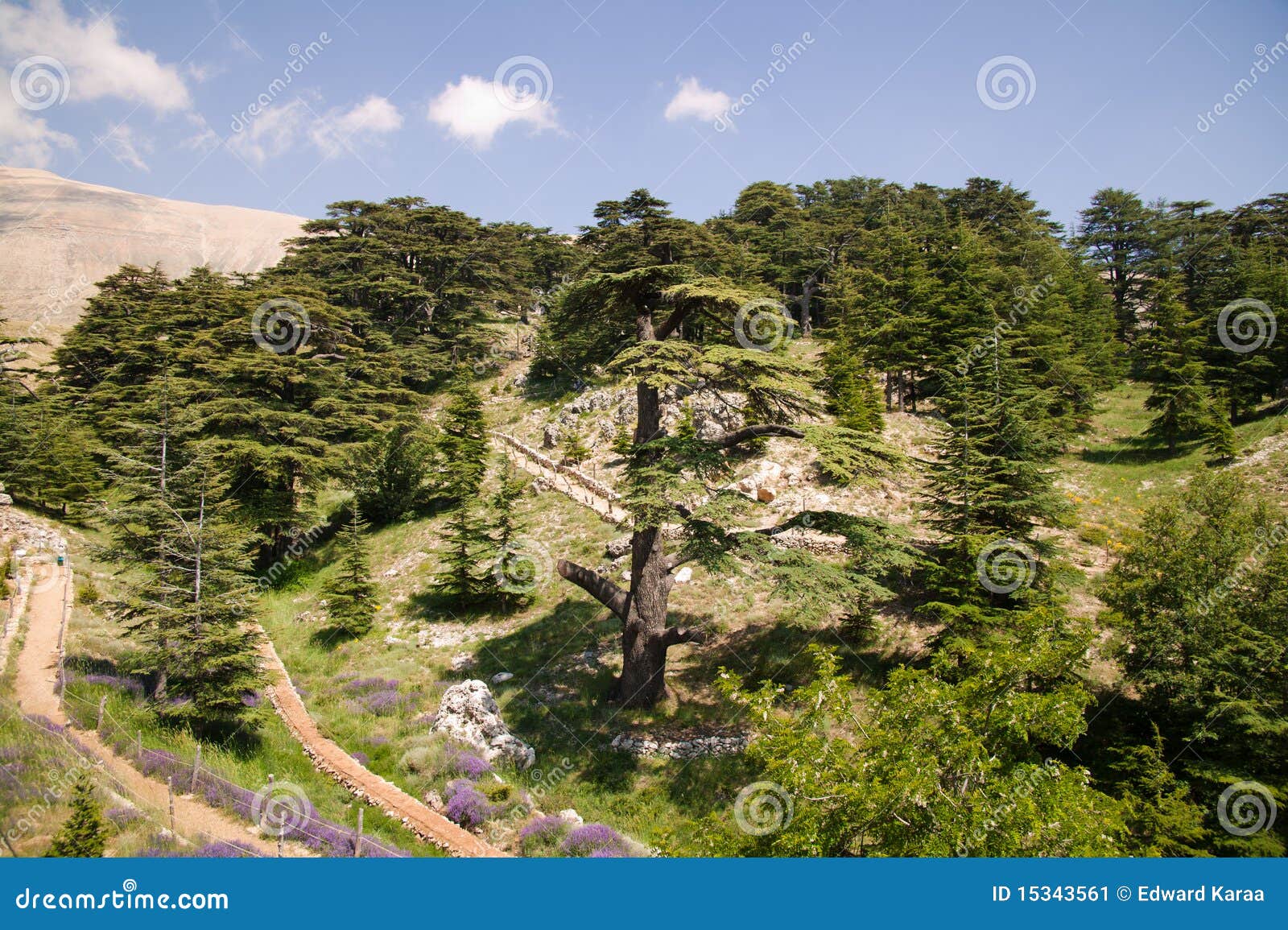 Foresta del cedro immagine stock. Immagine di montagna - 15343561