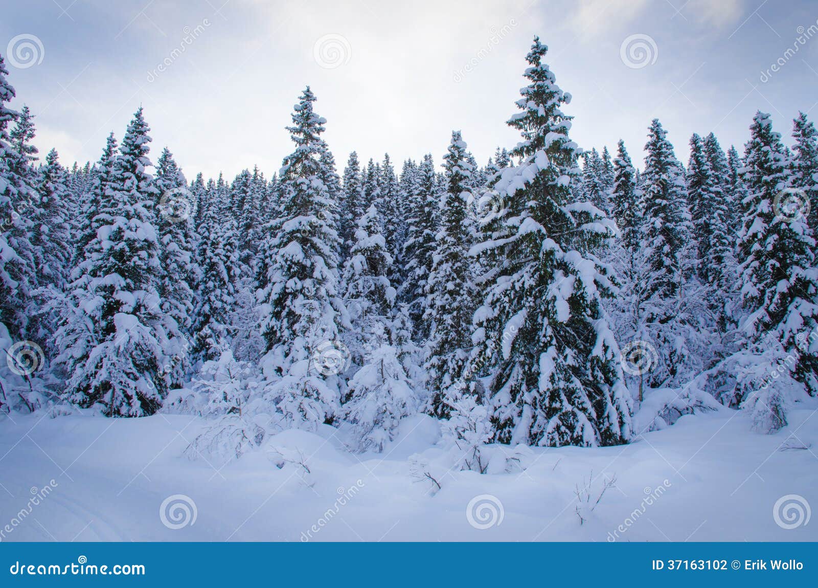Foresta Del Pino Coperta Di Neve Fotografia Stock - Immagine di gennaio ...
