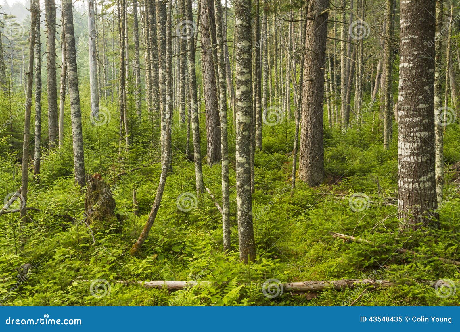 Foresta Del Sempreverde Di Adirondacks Immagine Stock - Immagine di ...