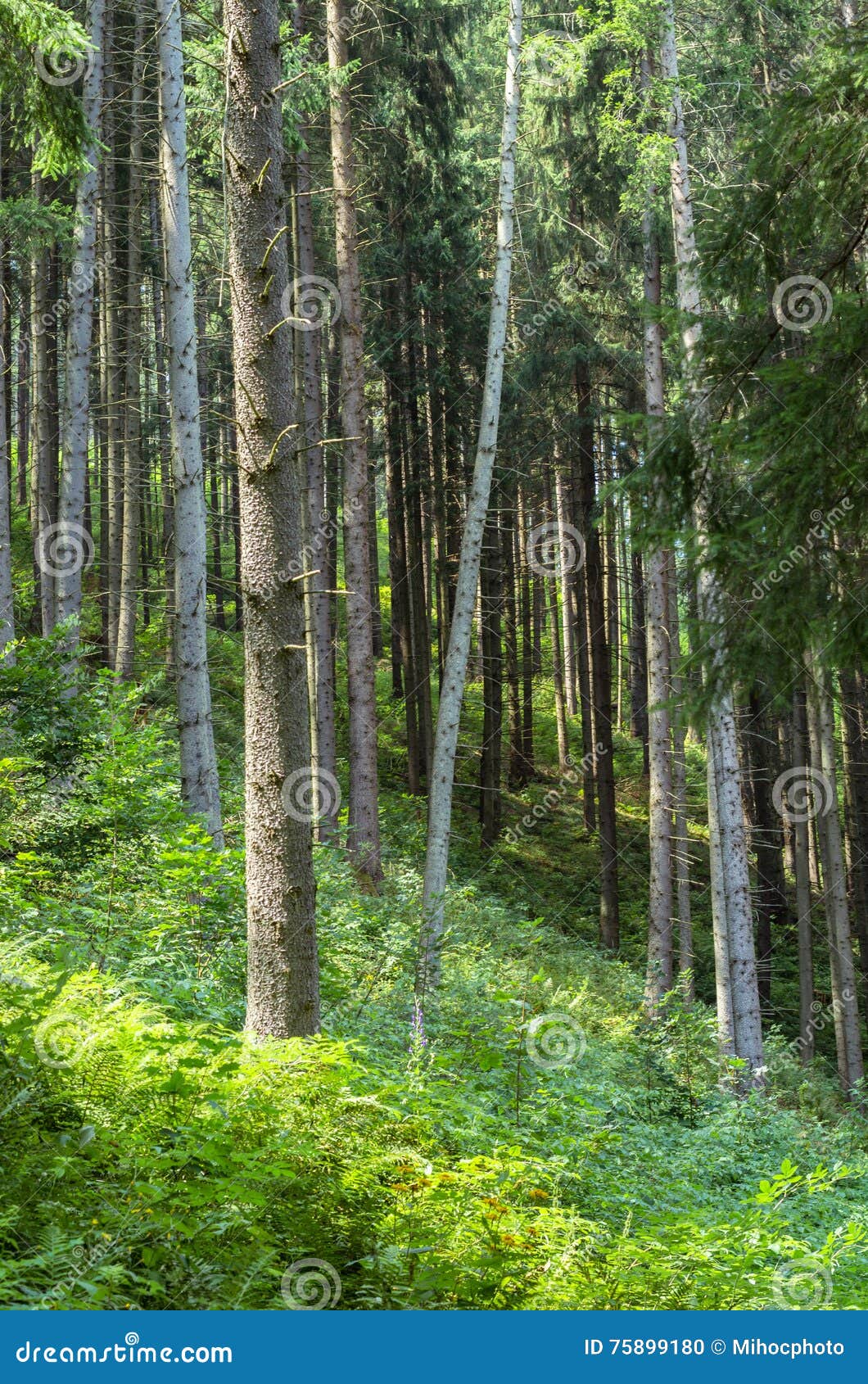 Foresta Dell'albero Di Abete Fotografia Stock - Immagine di villetta ...