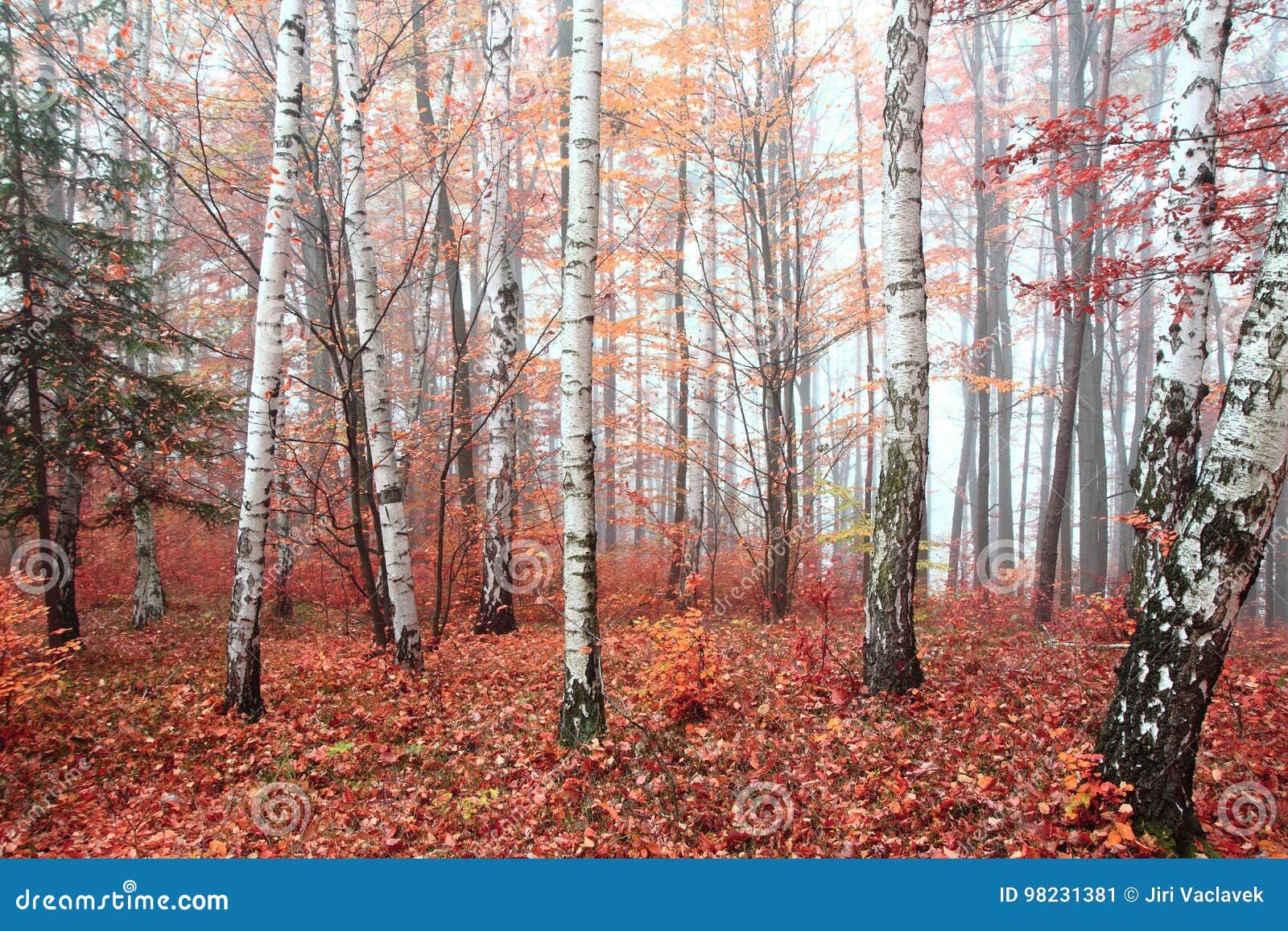 Foresta Dell'albero Di Betulla Immagine Stock - Immagine di estratto ...