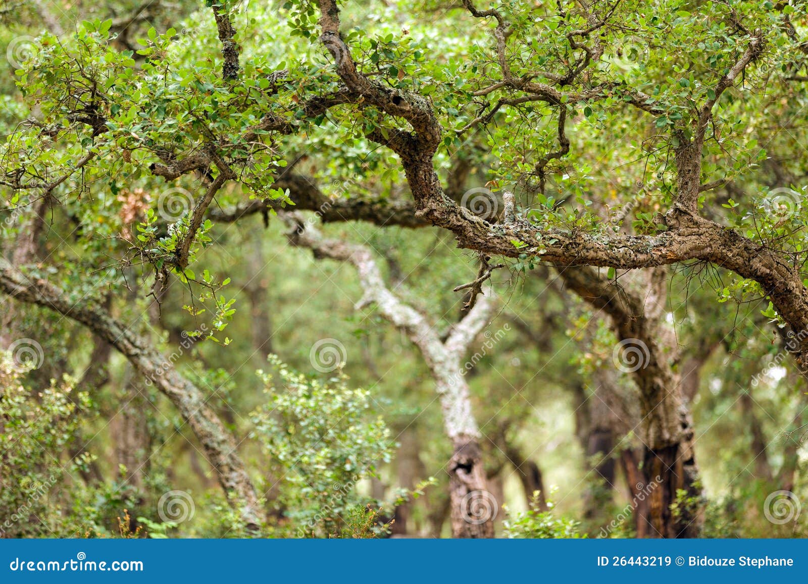 Foresta Dell'albero Di Sughero Immagine Stock - Immagine di legno ...