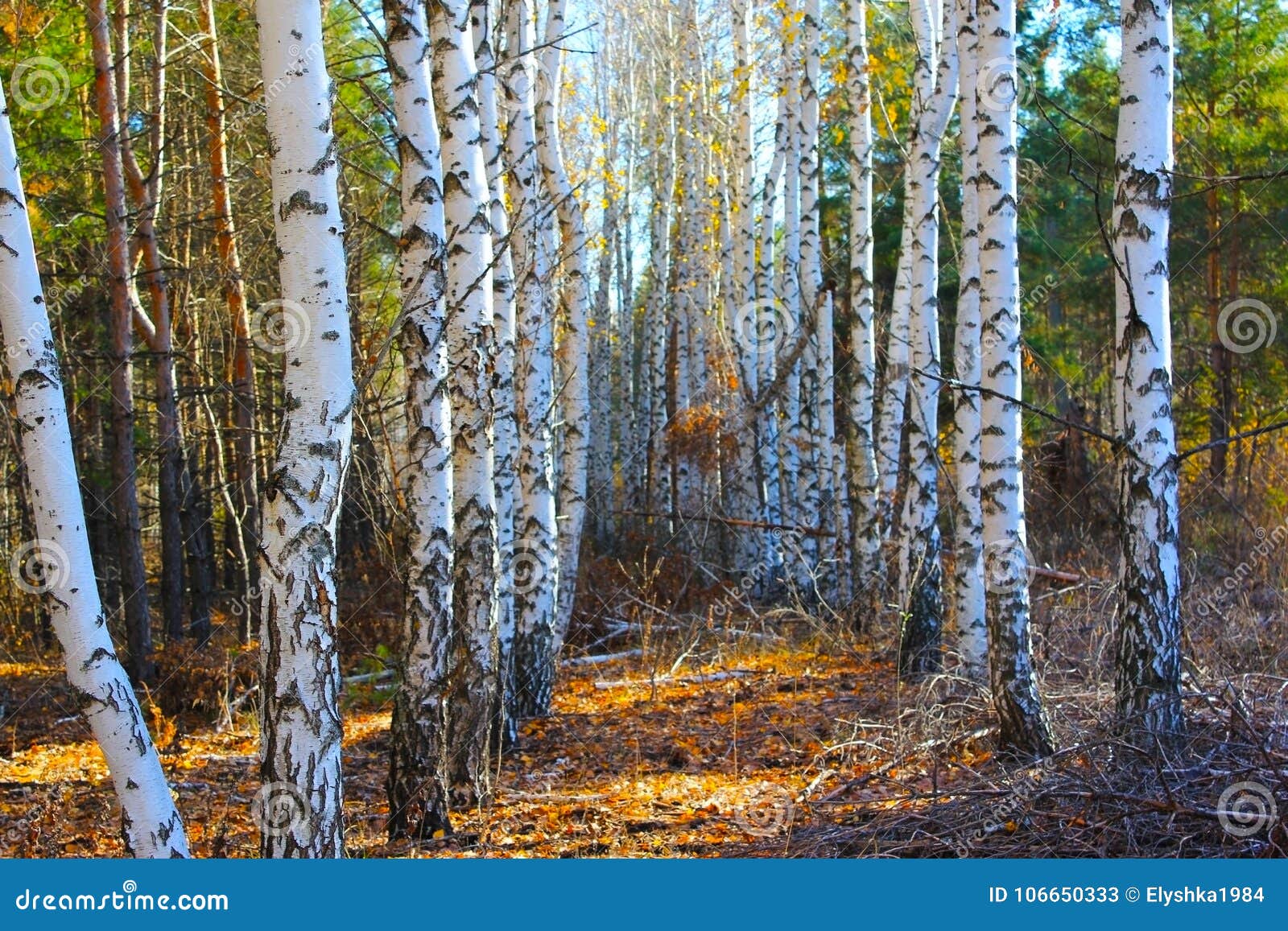 Foresta della betulla immagine stock. Immagine di foresta - 106650333