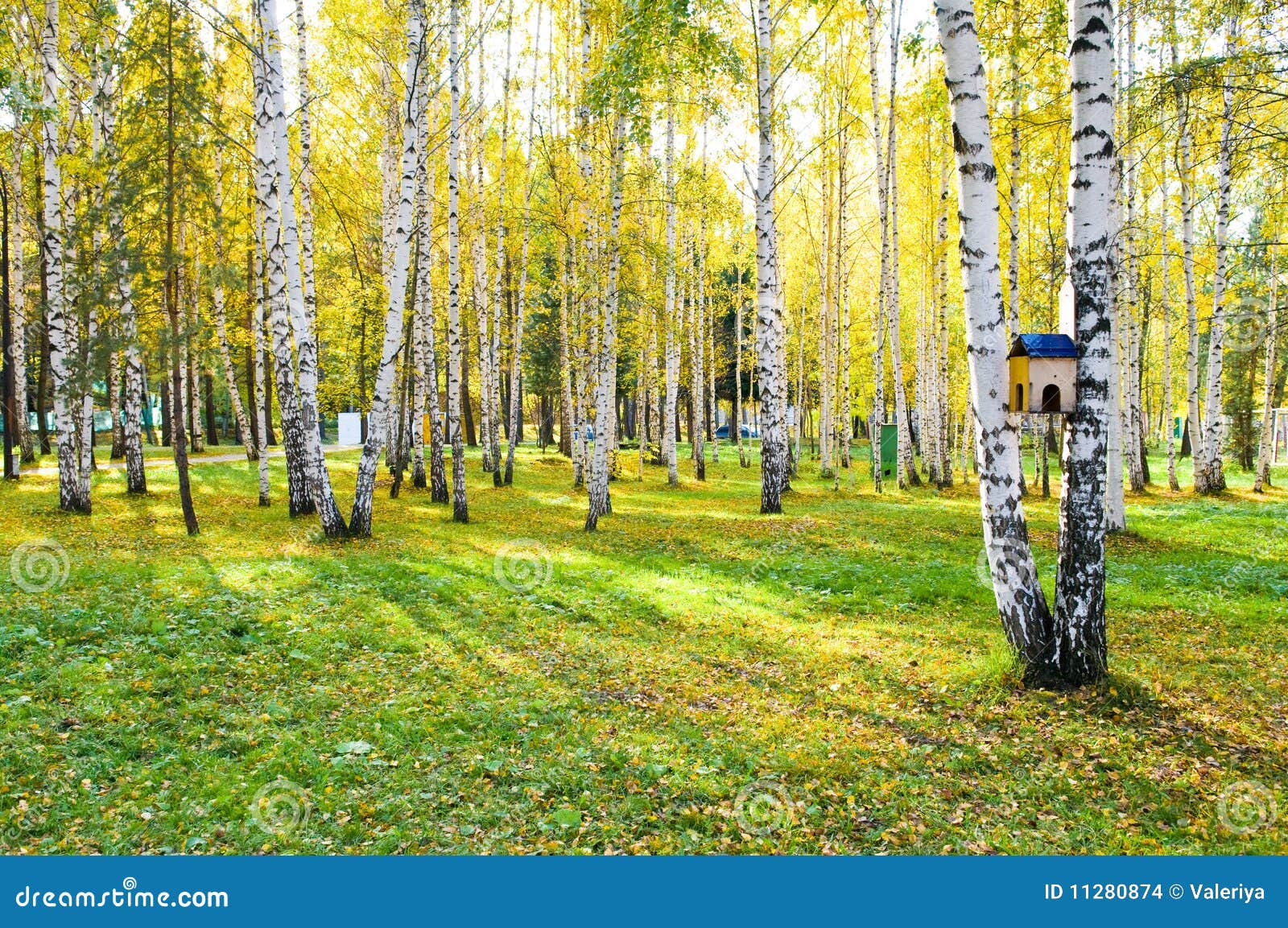Foresta della betulla fotografia stock. Immagine di ombre - 11280874