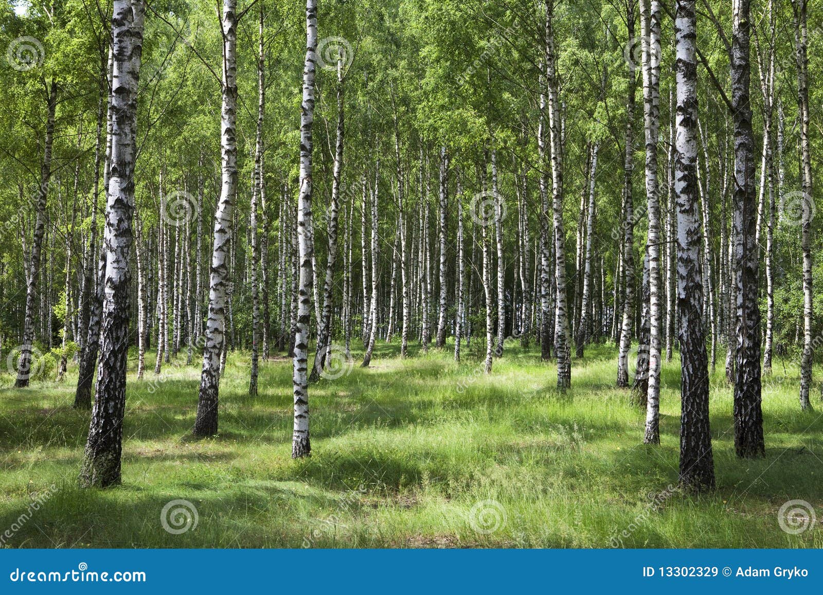 Foresta della betulla immagine stock. Immagine di sfondo - 13302329