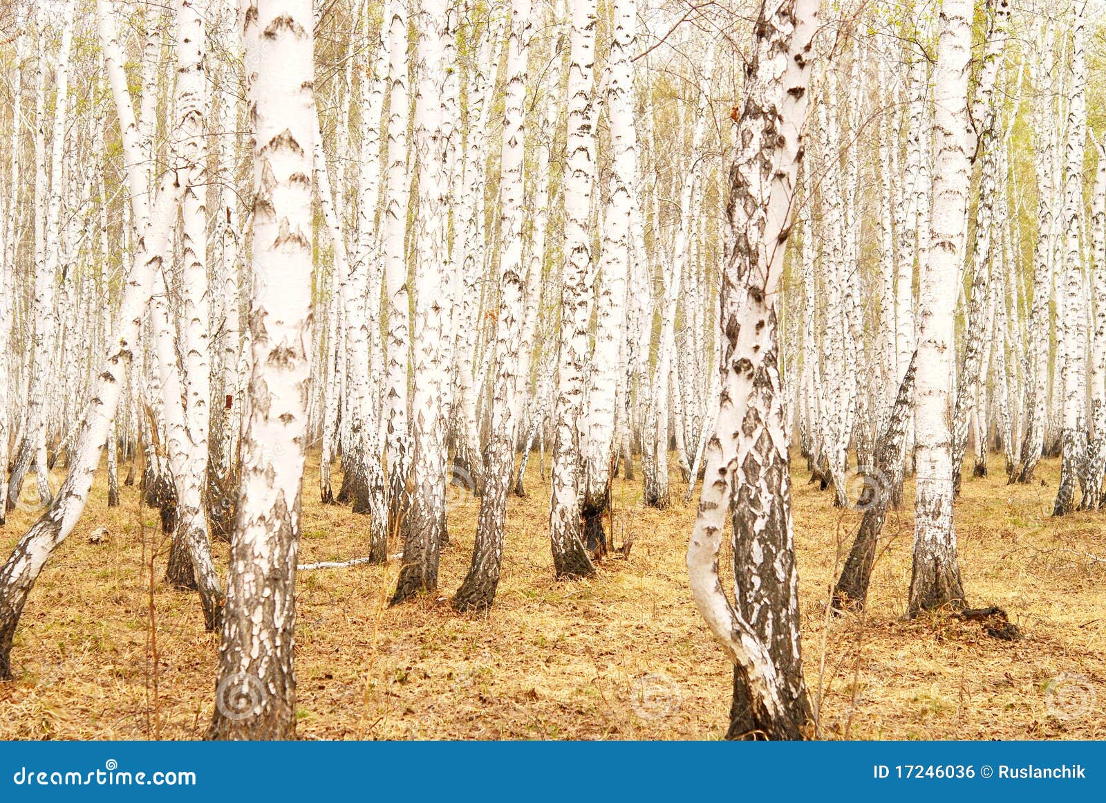 Foresta della betulla fotografia stock. Immagine di ambiente - 17246036