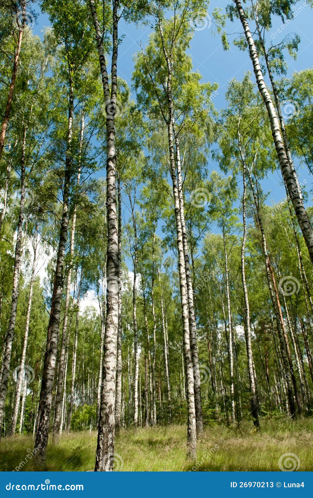 Foresta della betulla immagine stock. Immagine di sunlight - 26970213