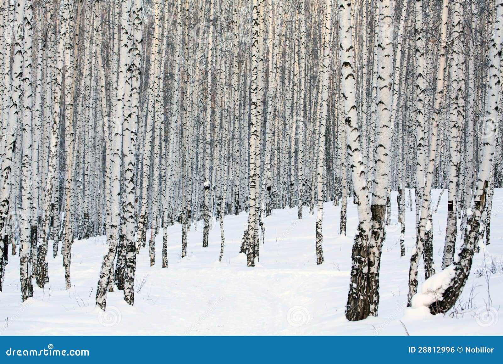 Foresta della betulla fotografia stock. Immagine di sfondo - 28812996