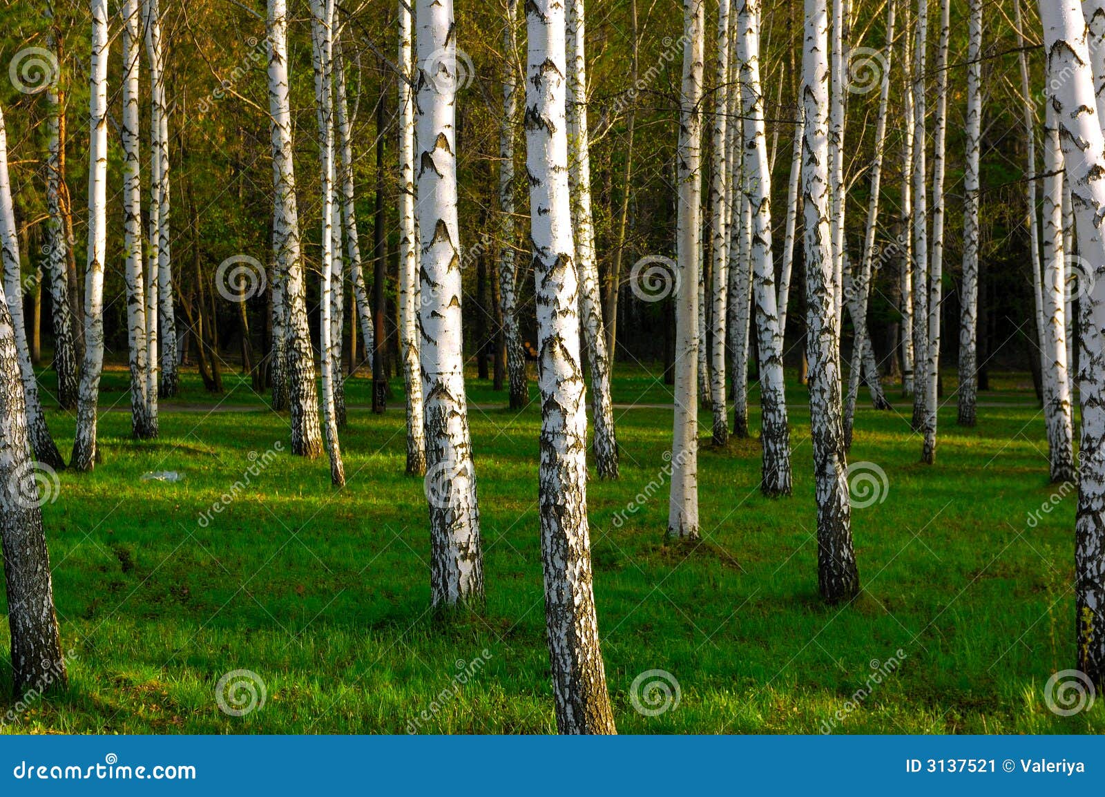 Foresta della betulla immagine stock. Immagine di cambiamento - 3137521