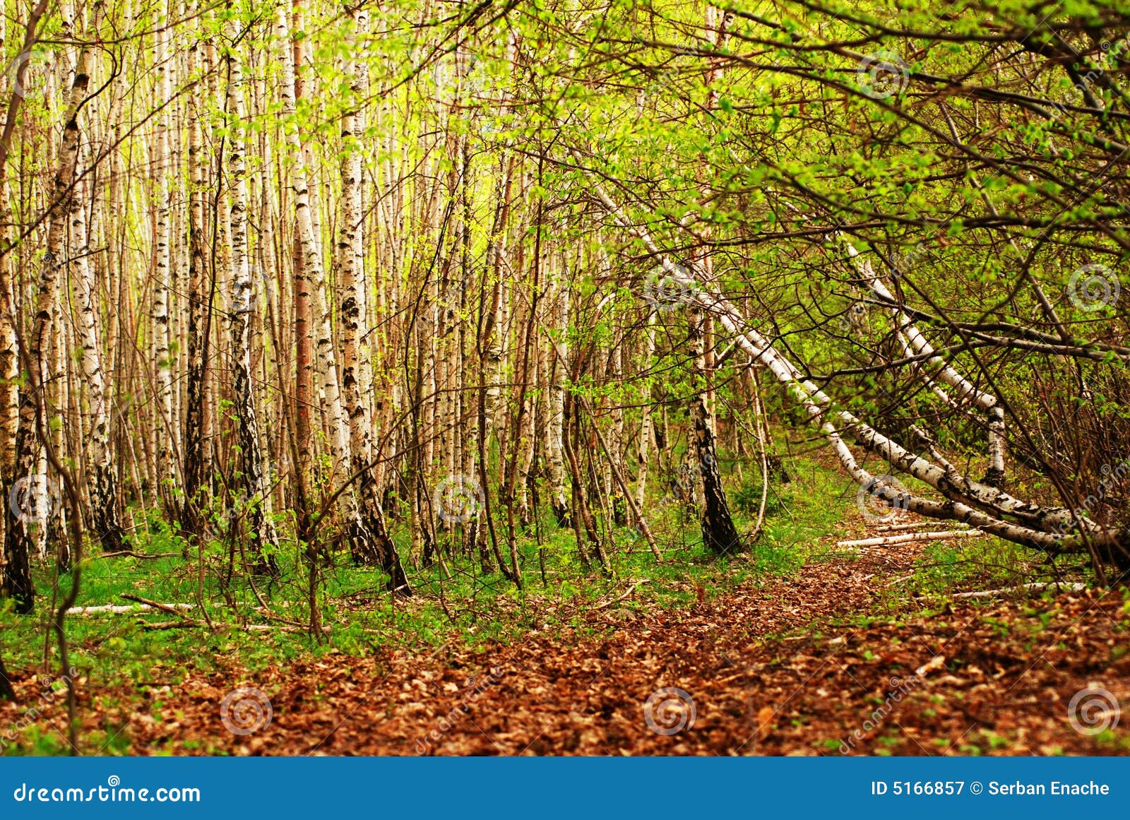 Foresta della betulla immagine stock. Immagine di esterno - 5166857