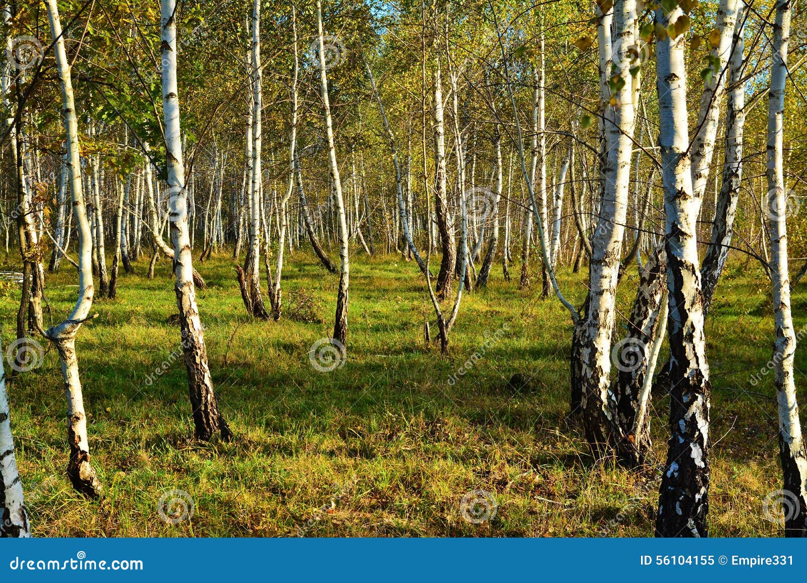 Foresta della betulla immagine stock. Immagine di foresta - 56104155
