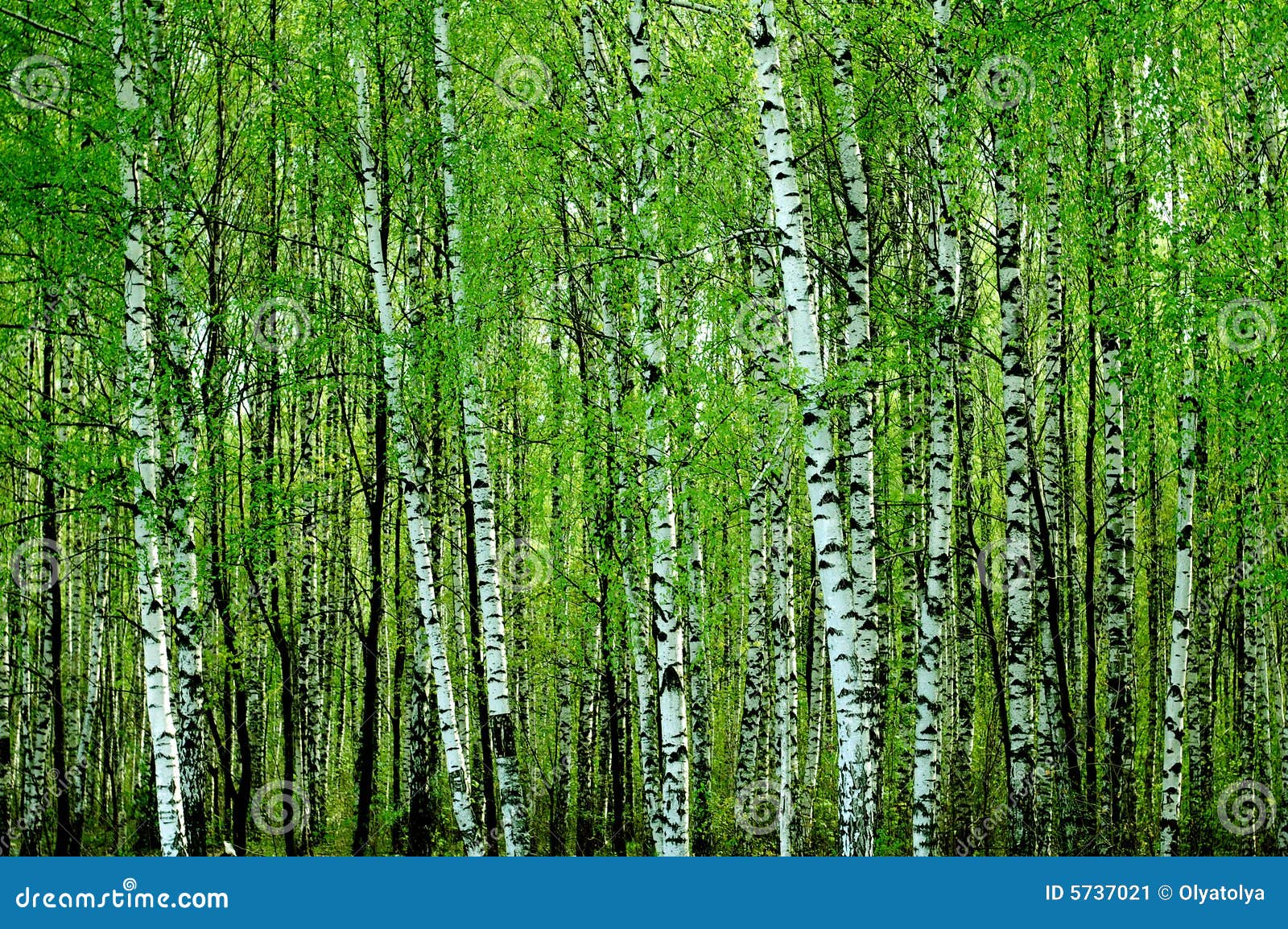 Foresta della betulla immagine stock. Immagine di foresta - 5737021