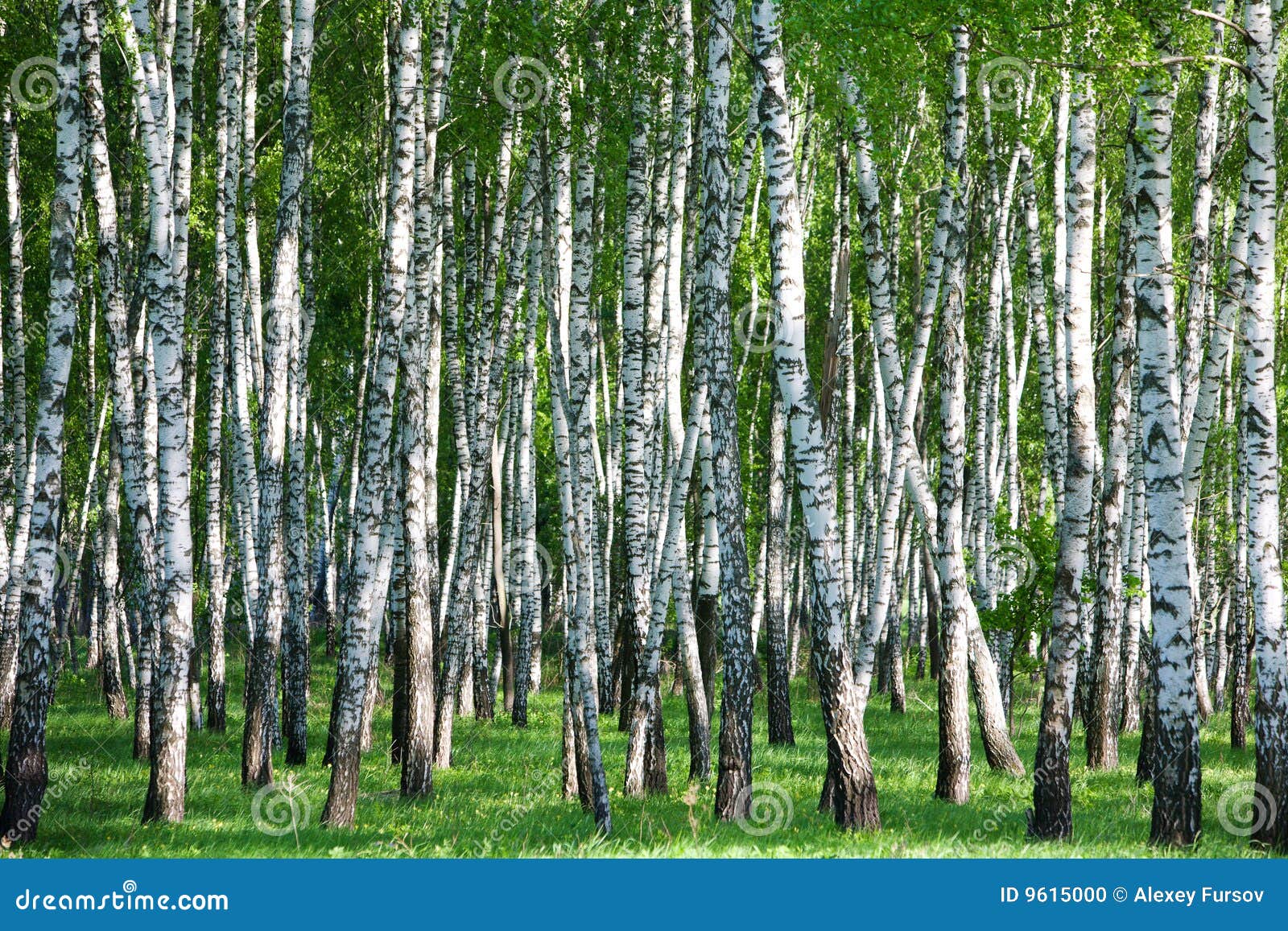 Foresta della betulla fotografia stock. Immagine di luminoso - 9615000