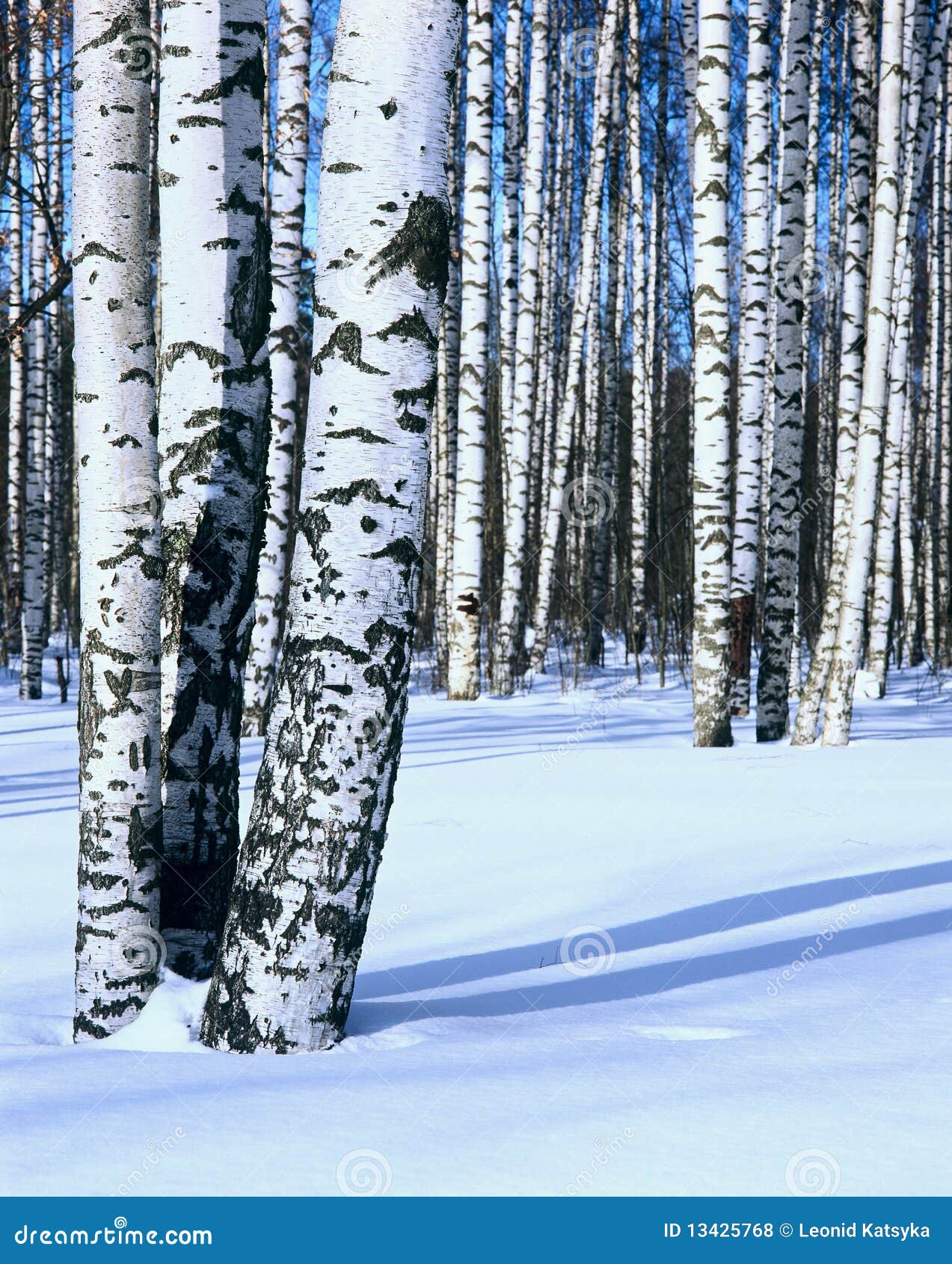 Foresta Della Betulla Della Neve Di Inverno, Verticale Fotografia Stock ...