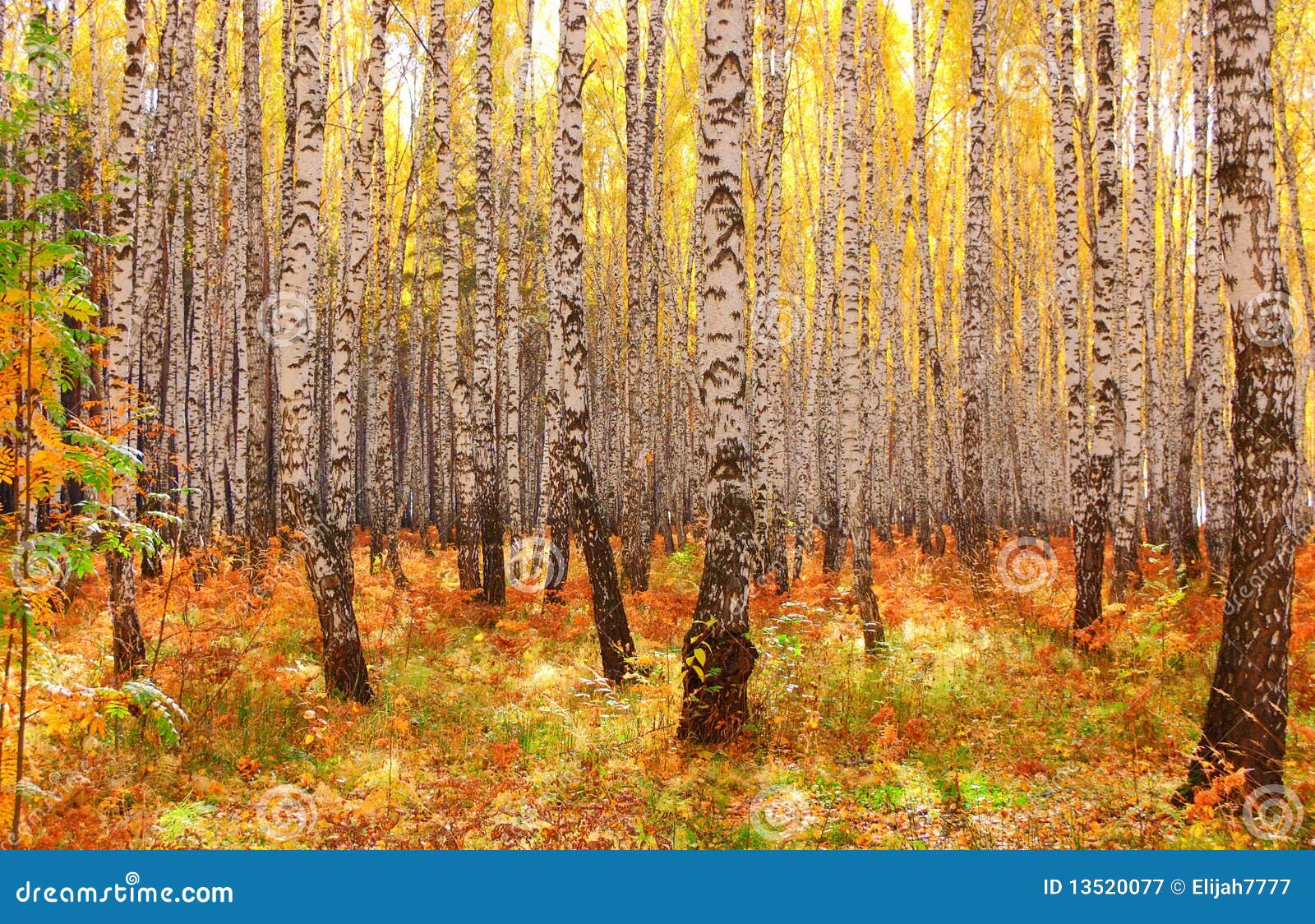 Foresta Della Betulla Di Autunno Immagine Stock - Immagine di colorato ...