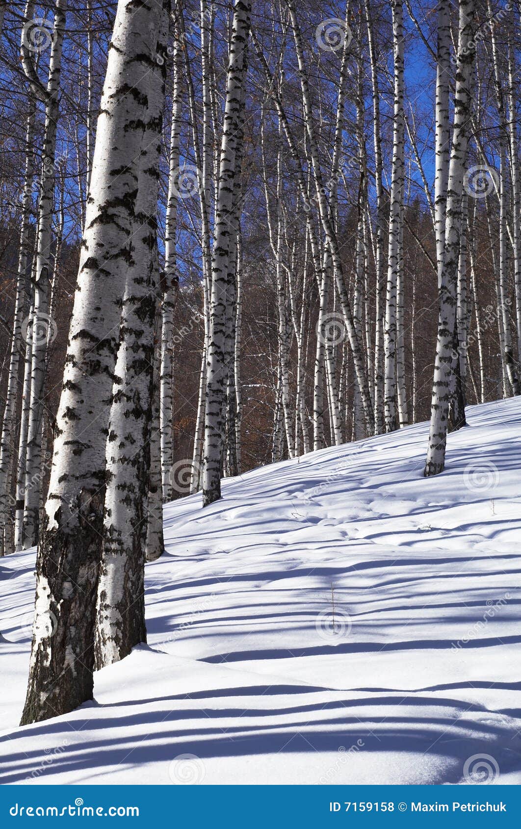 Foresta Della Betulla Di Inverno Fotografia Stock - Immagine di ...