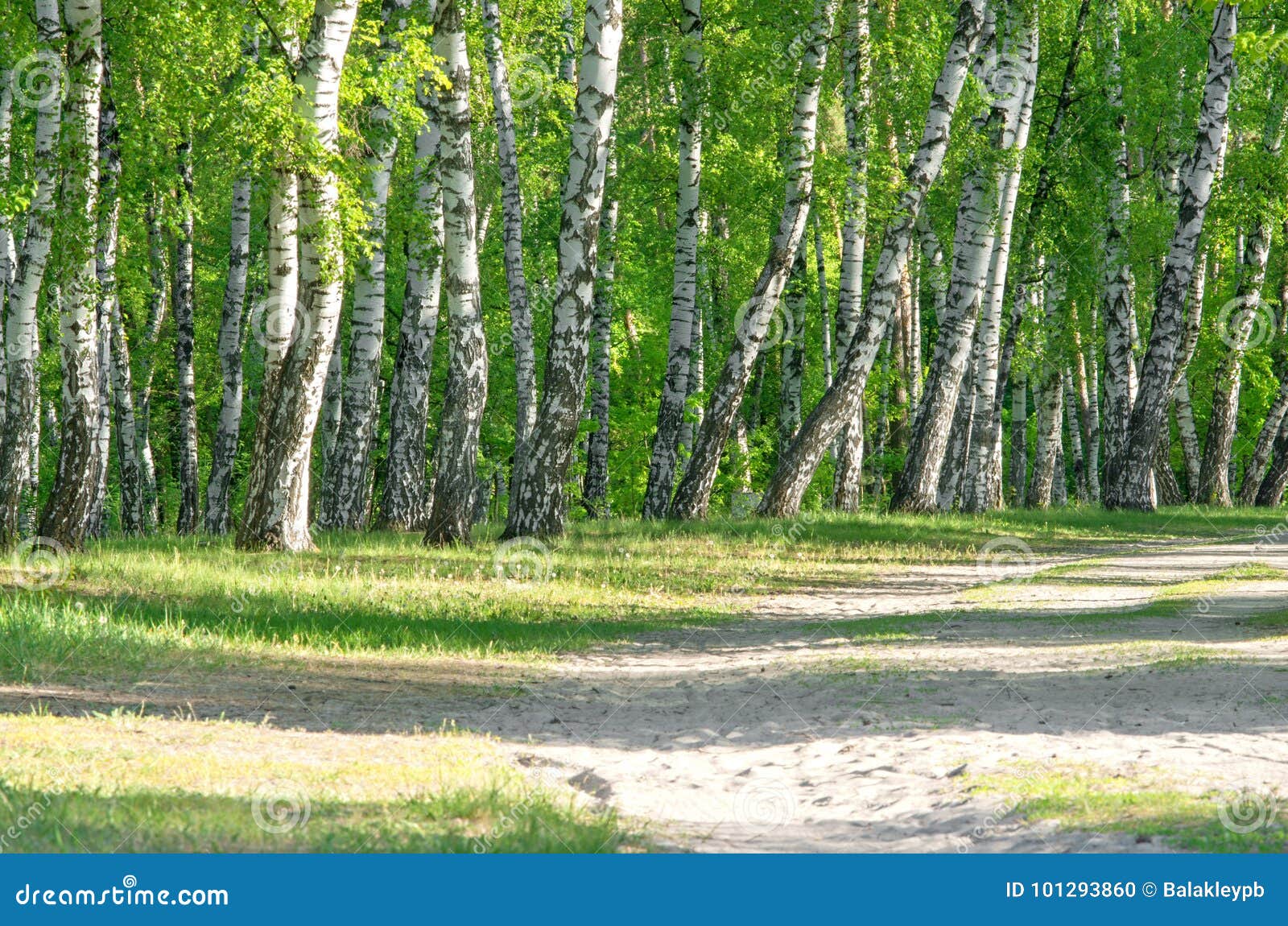 Foresta Della Betulla, Sentiero Forestale, Estate Fotografia Stock ...