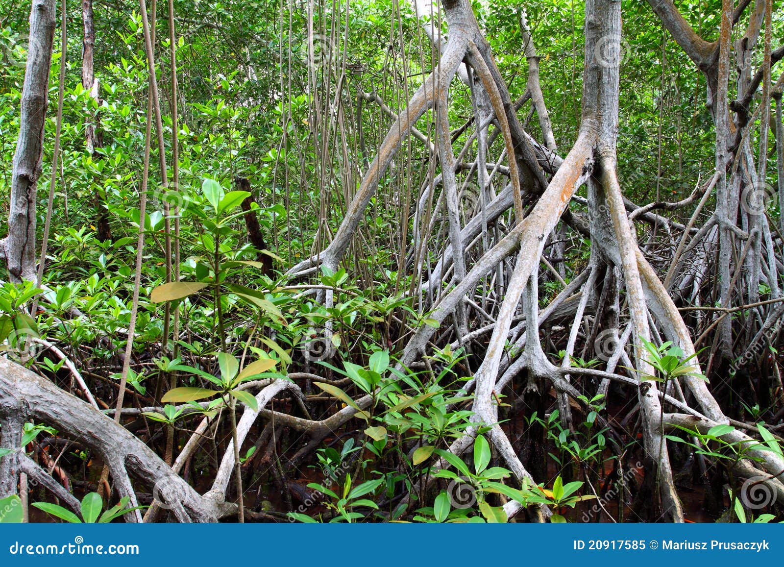 Foresta della mangrovia immagine stock. Immagine di asia - 20917585