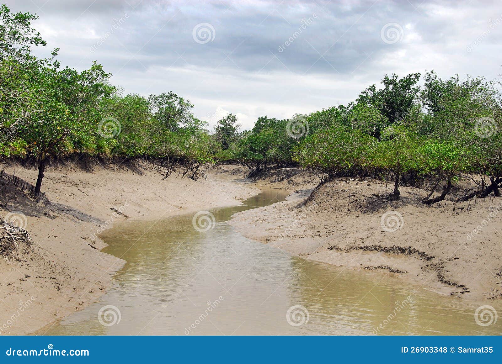 Foresta della mangrovia fotografia stock. Immagine di salino - 26903348