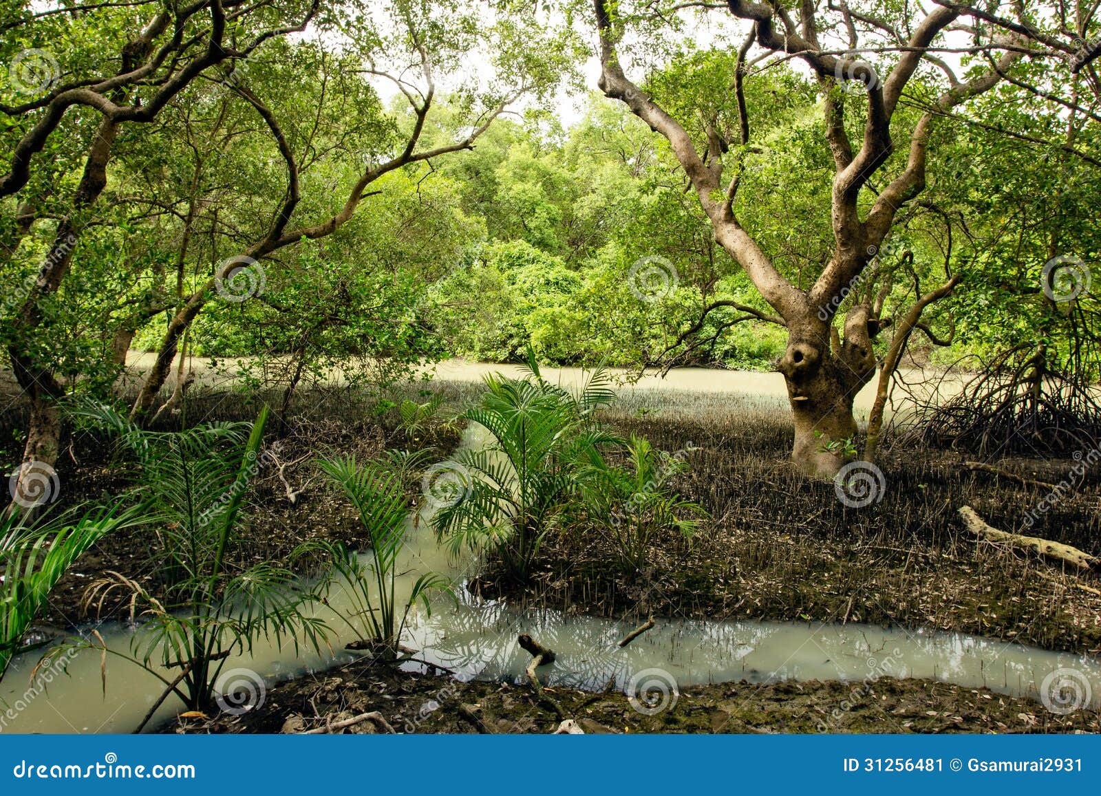 Foresta della mangrovia immagine stock. Immagine di esterno - 31256481