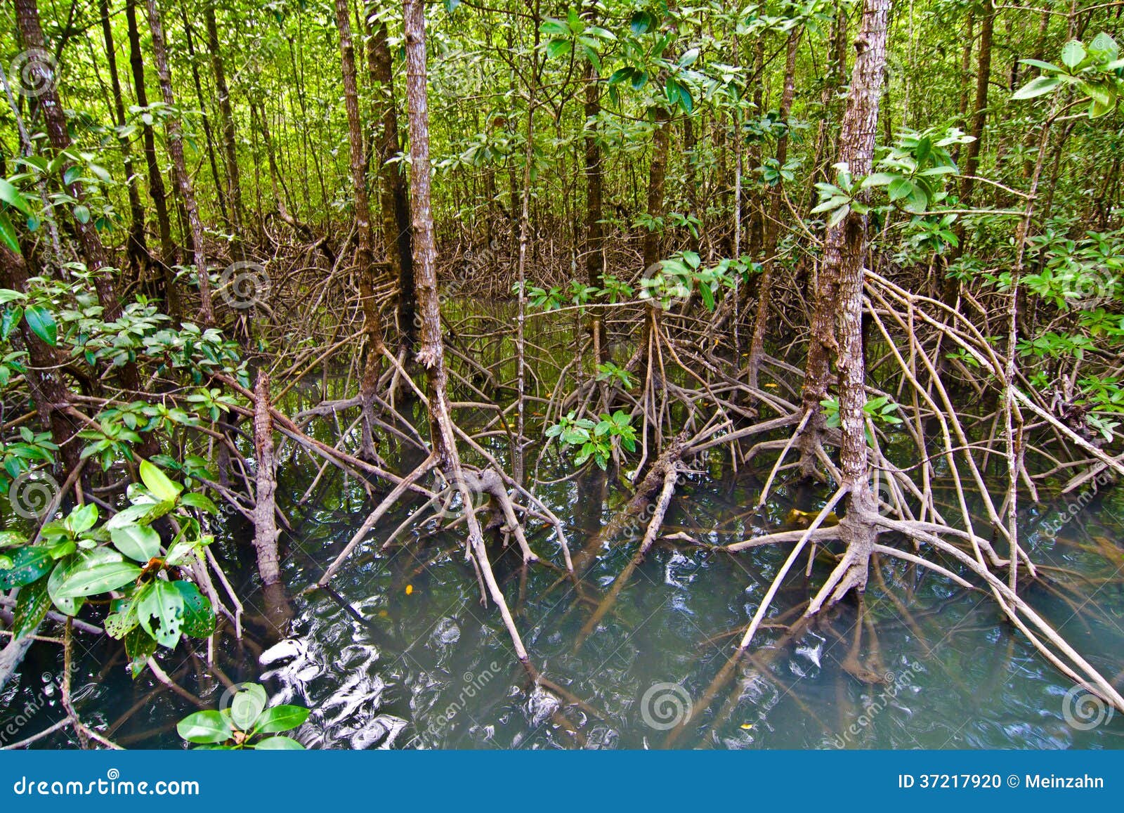 Foresta della mangrovia fotografia stock. Immagine di parco - 37217920