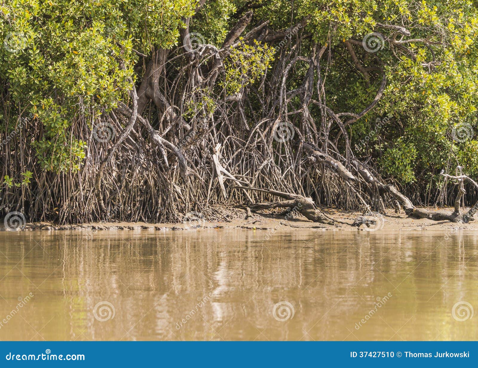 Foresta della mangrovia fotografia stock. Immagine di tropicale - 37427510